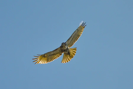 Majestic Flight: The Soaring Hunter