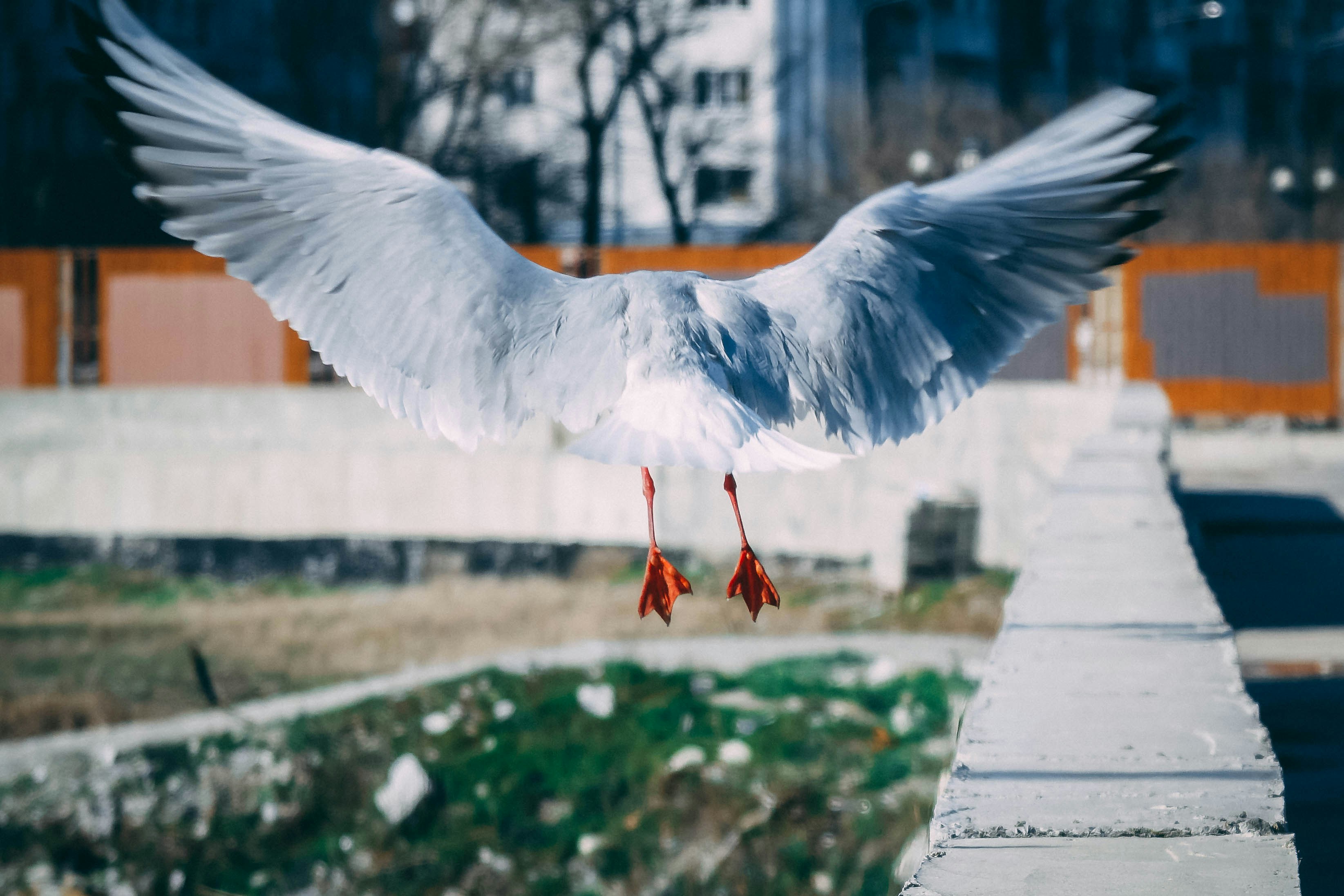 Seagull with wings spread glides toward a concrete ledge above a grassy urban waterfront. The moment captures landing with a blurred city backdrop.