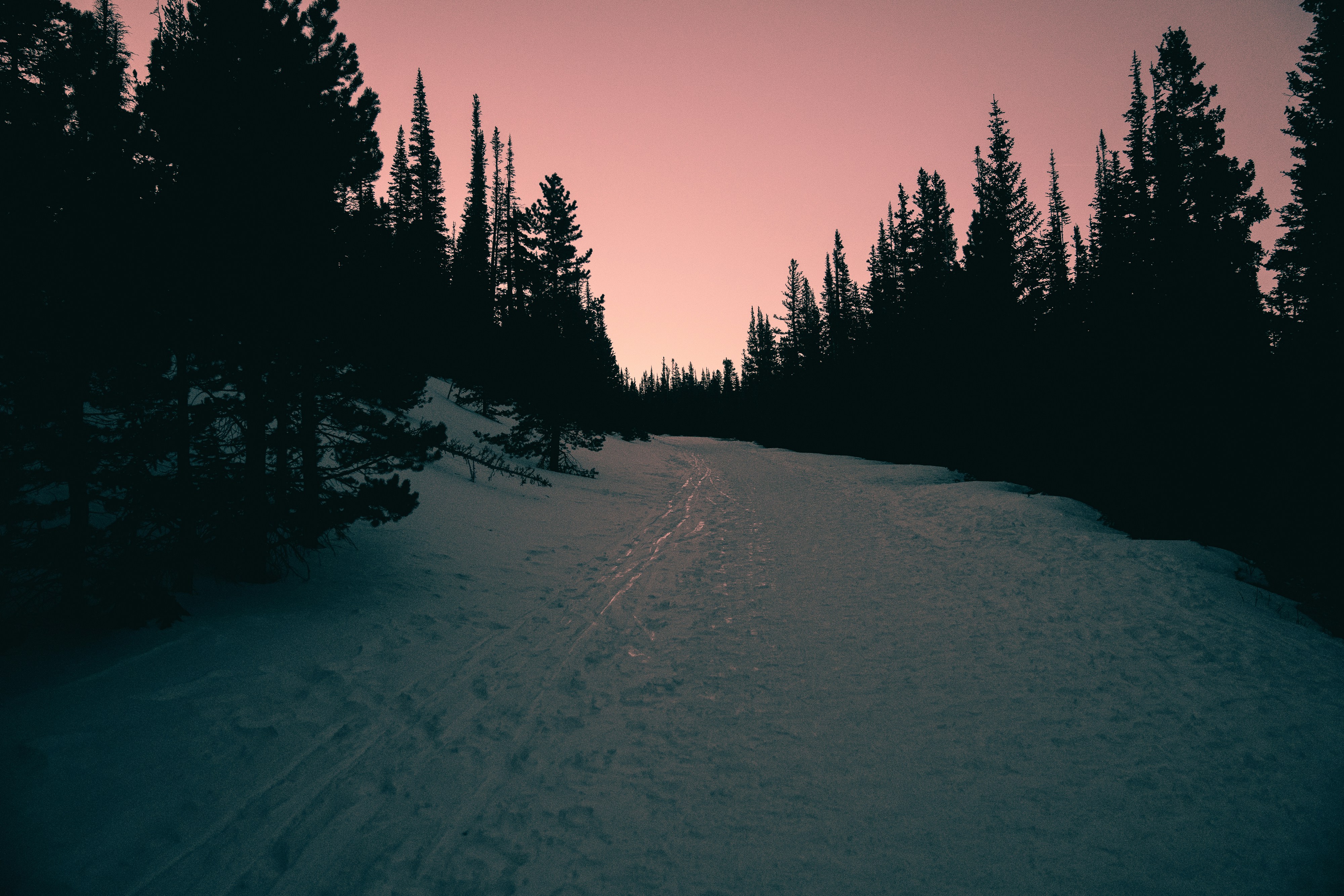 A snow-covered path meanders through a dense forest at twilight, with silhouettes of pine trees against a soft gradient sky.
