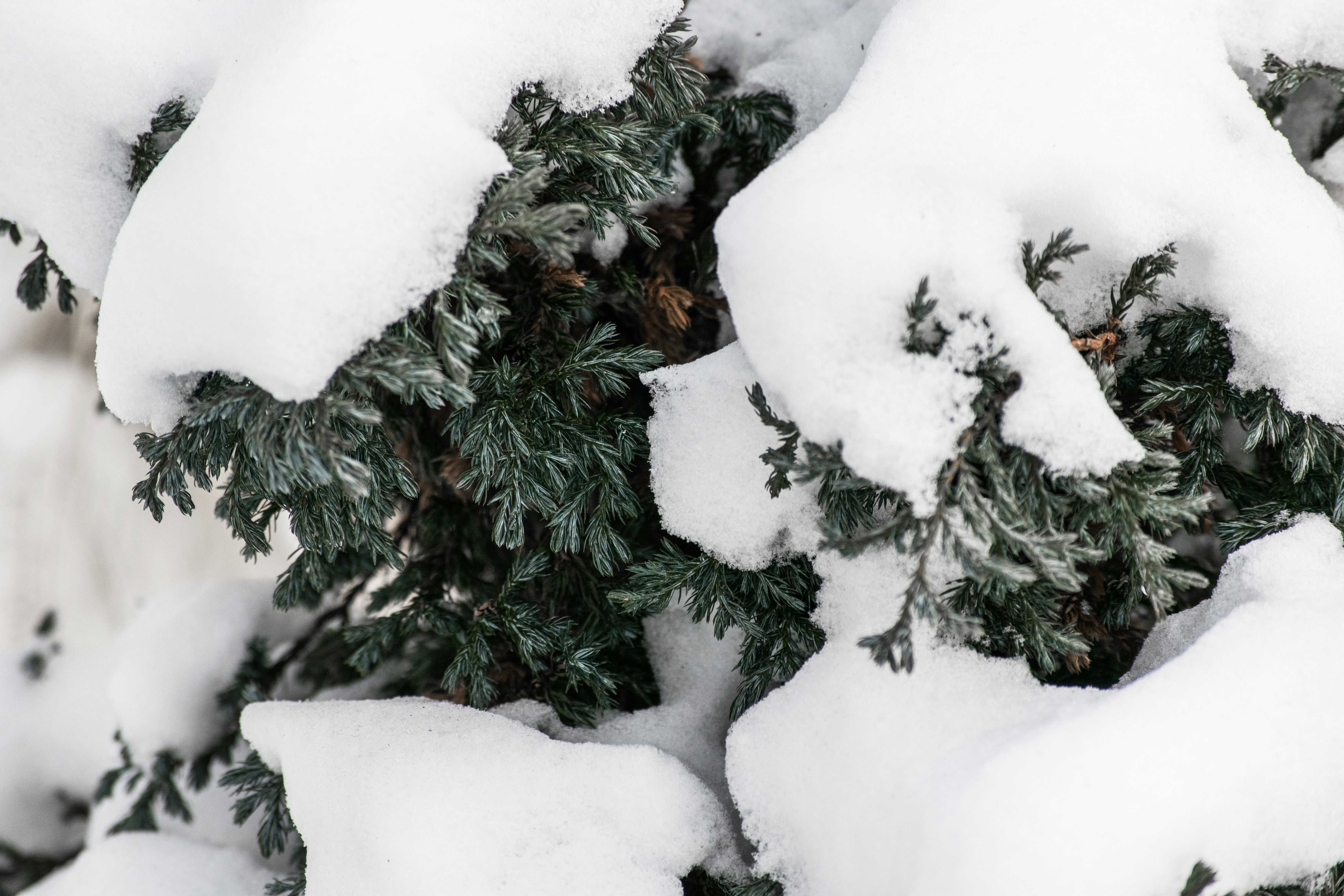 Snow-Crowned Spruce: Quiet Winter Verve in Frosted Branches