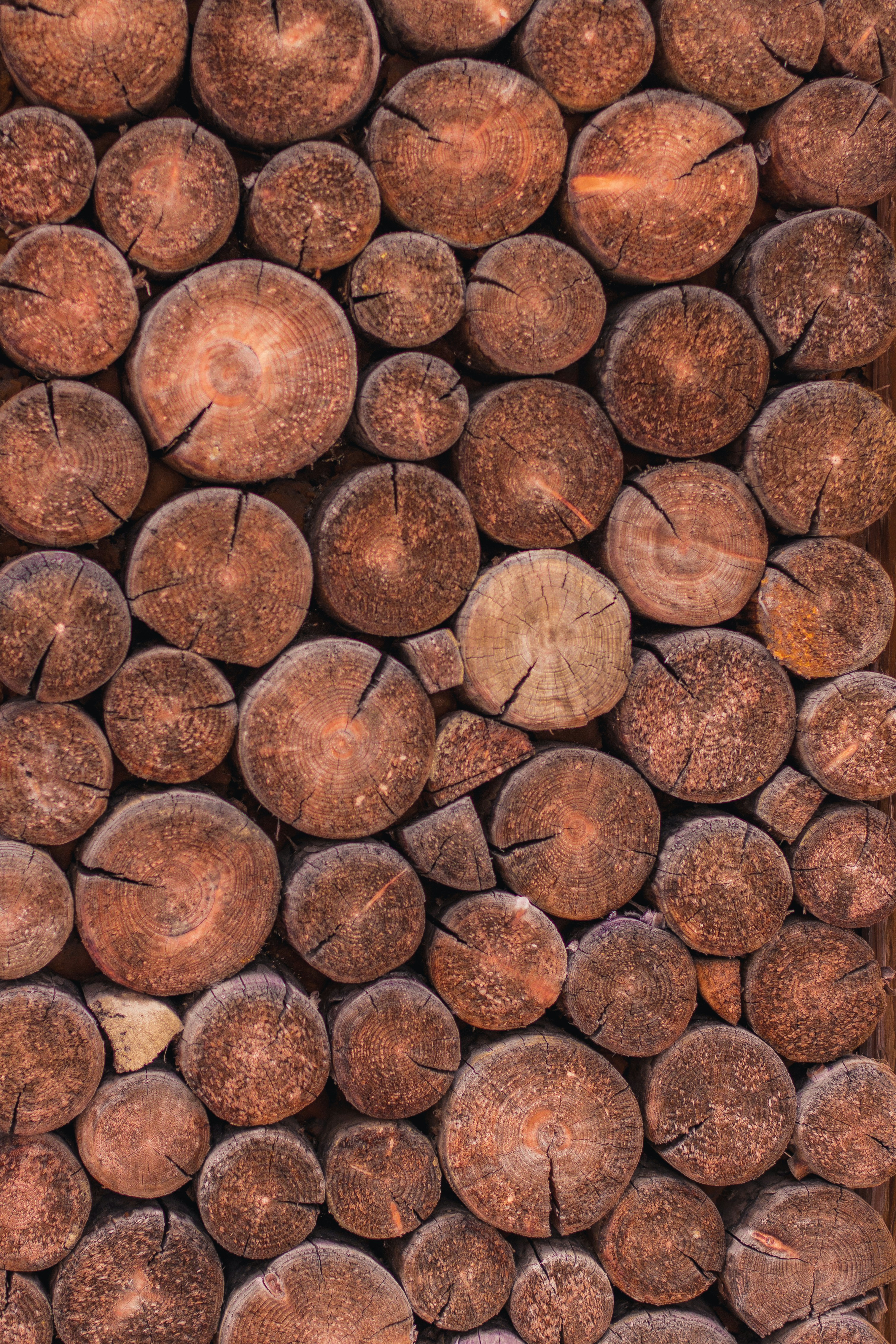 Amoebic Lattice of Weathered Wood