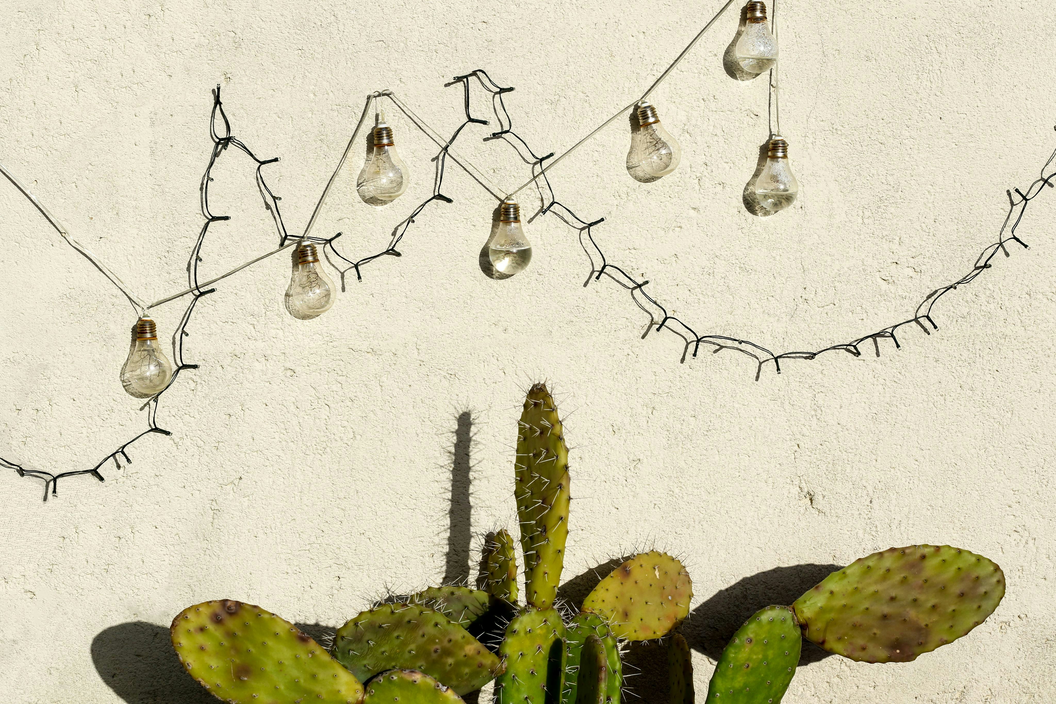 Light bulbs hanging on top of cactus photo – Free Cactus Image on Unsplash