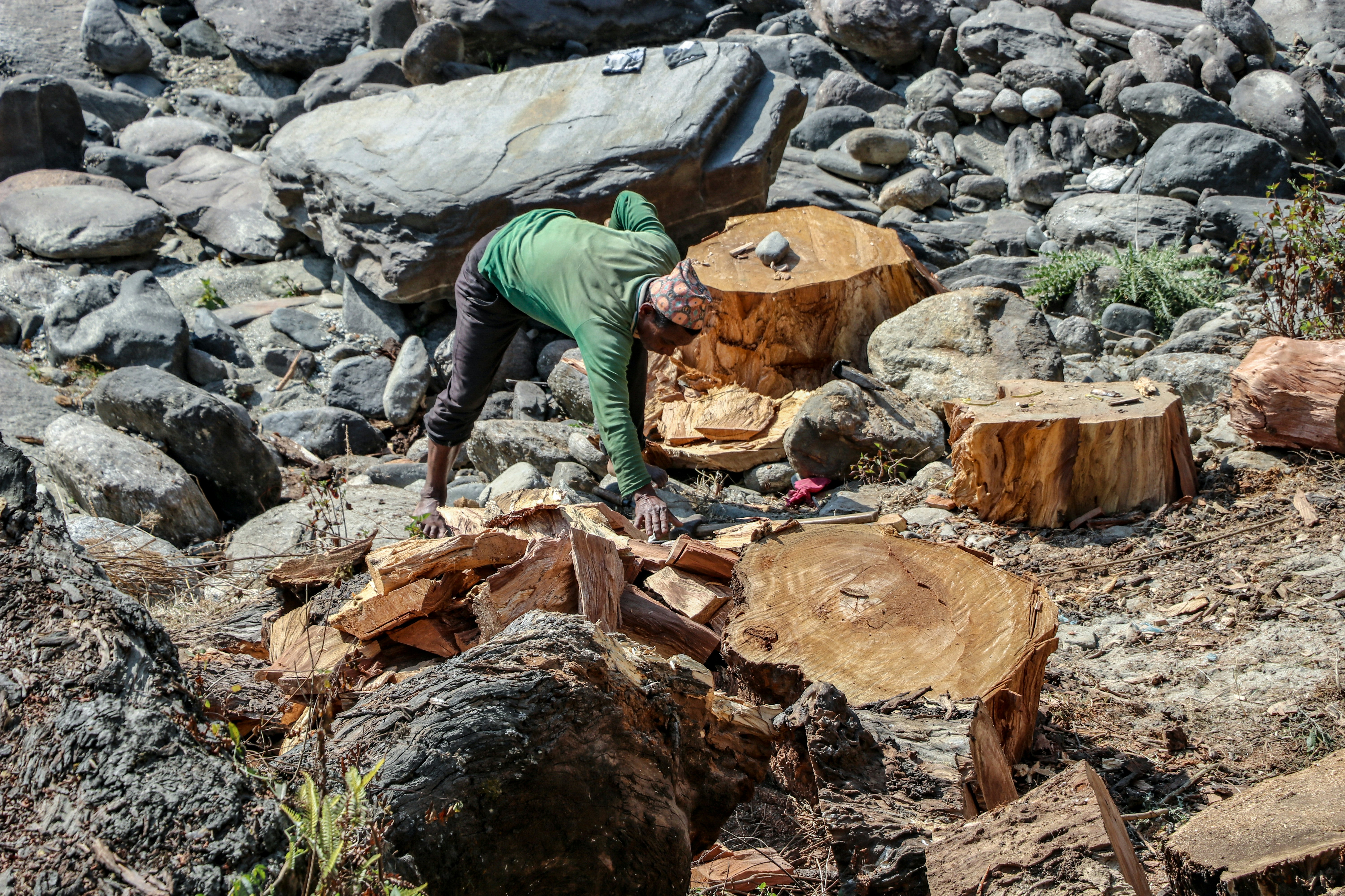 Green Hoodie, Mulberry Stump, and a Log-filled Shoreline