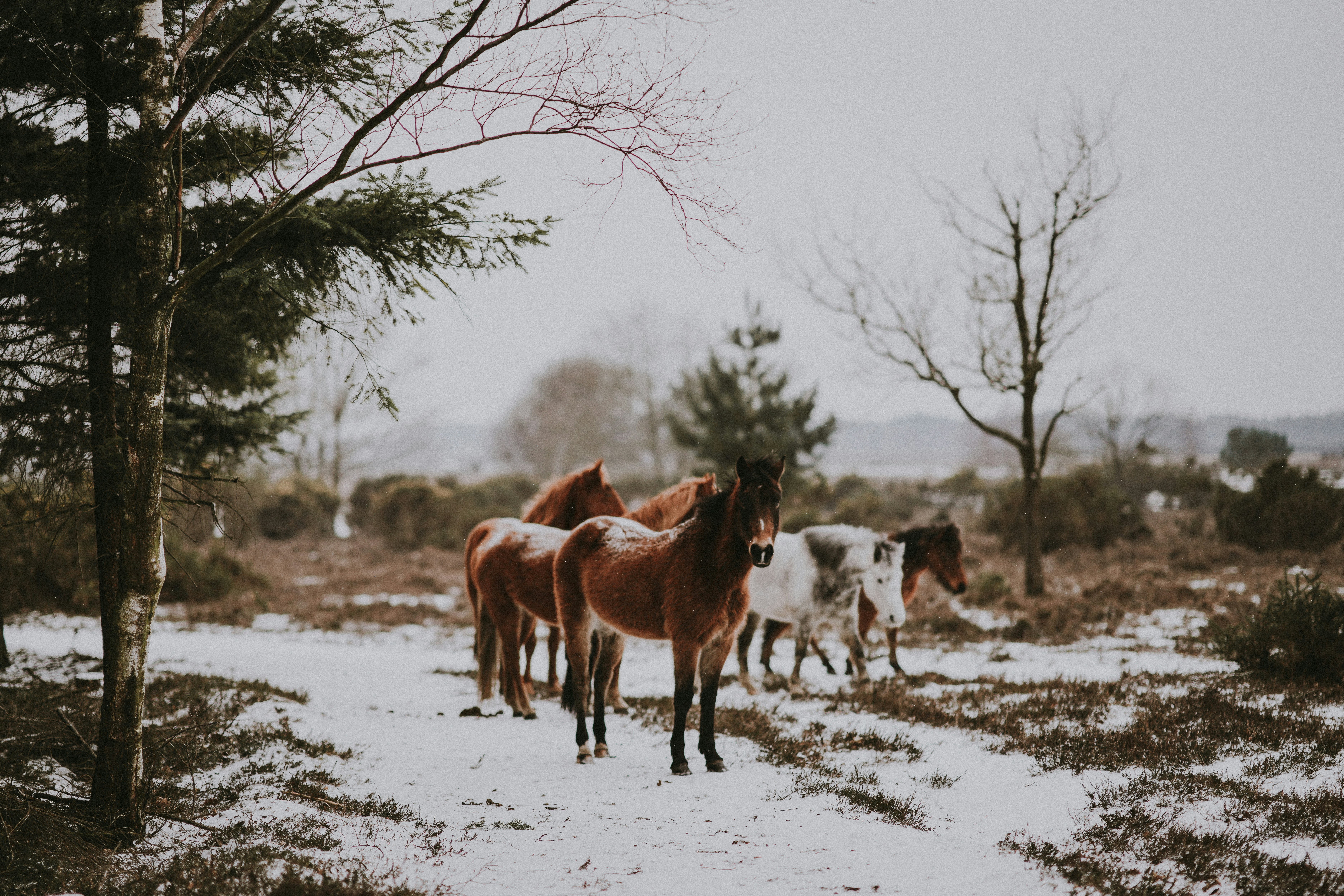 Four horses standing in a snowy landscape, surrounded by sparse trees and brush, exuding a serene winter atmosphere.