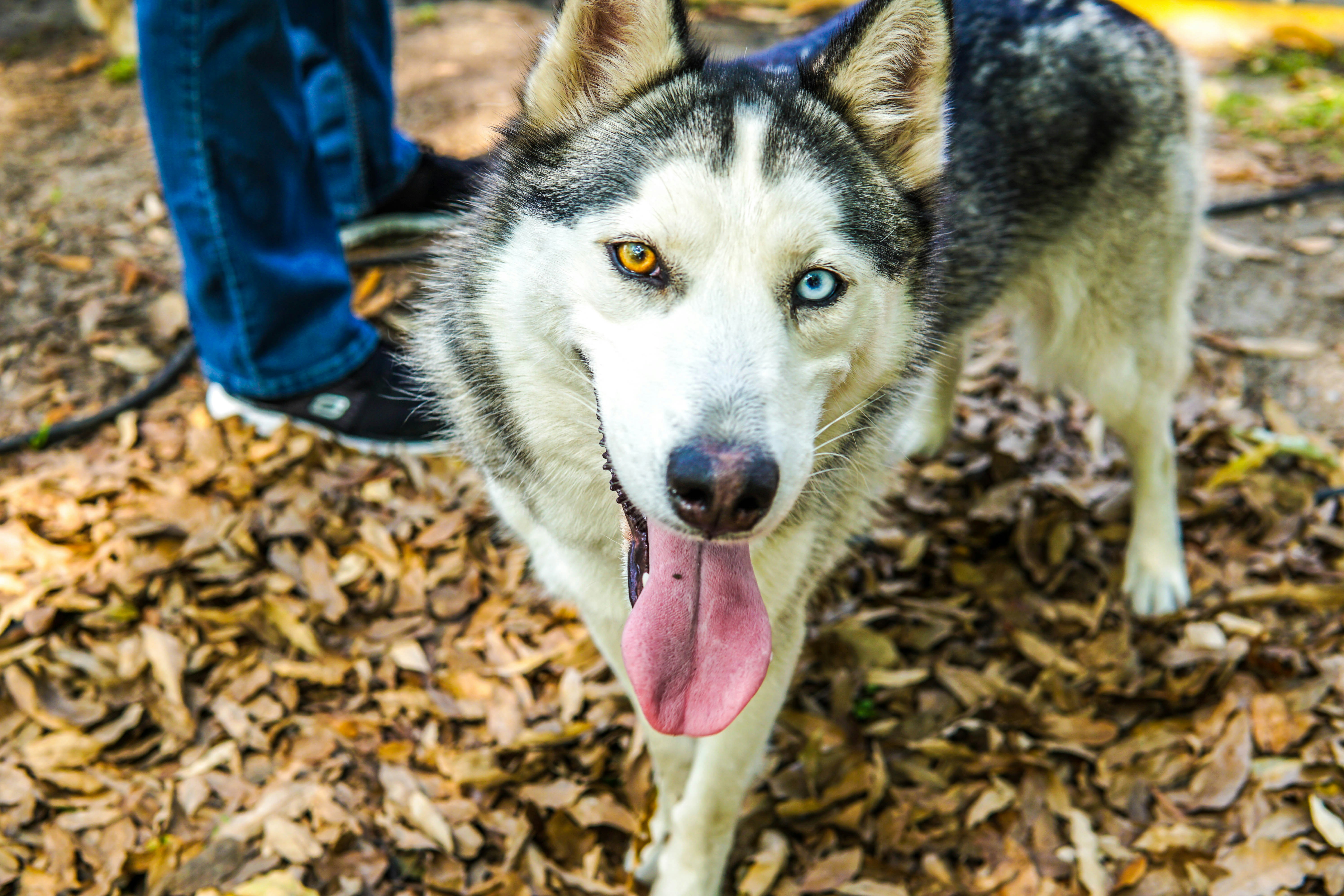 Siberian husky with striking heterochromia stands on a leaf-covered ground, tongue out and alert.