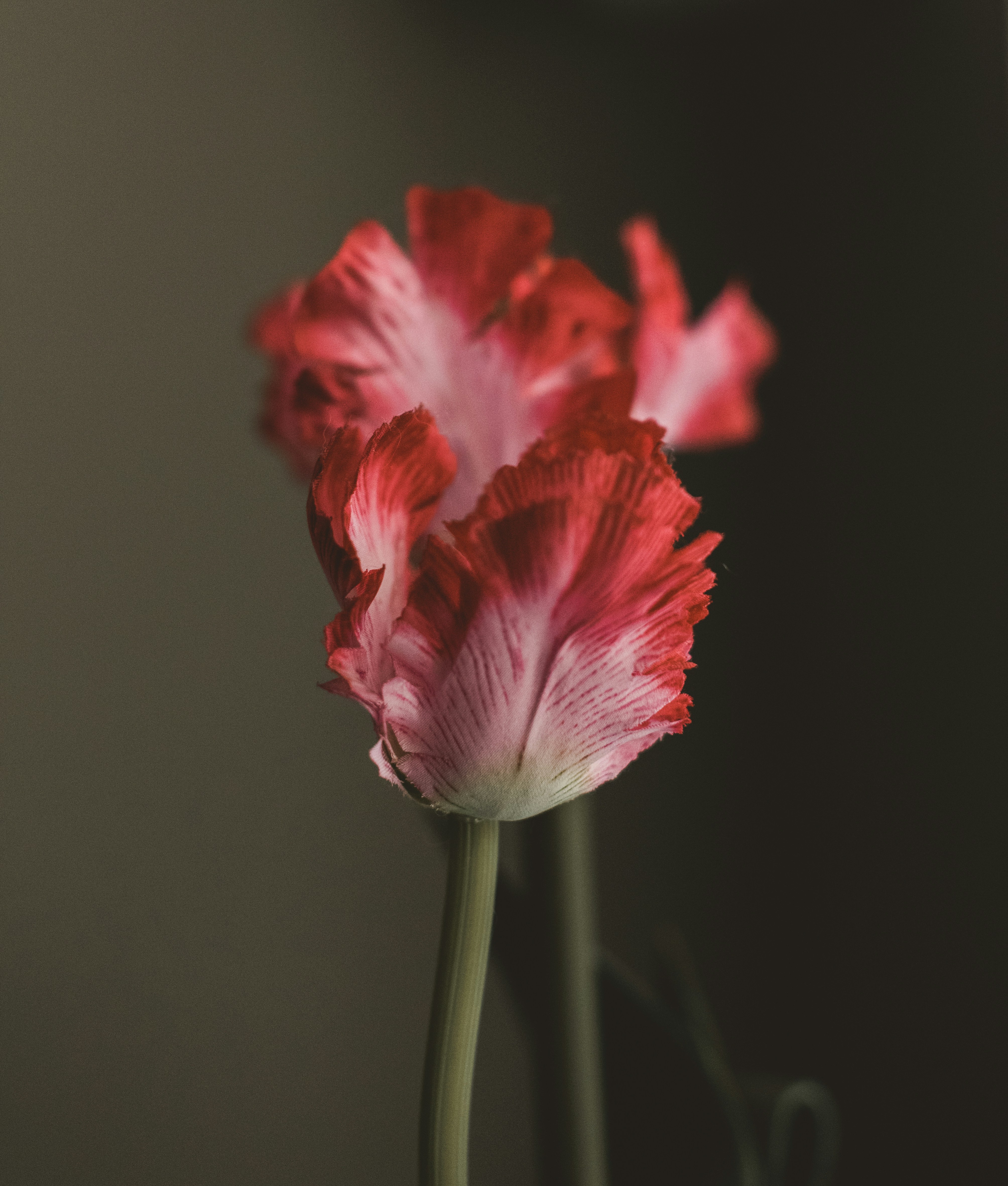 Selective focus photo of red petaled flower photo – Free Flower Image ...