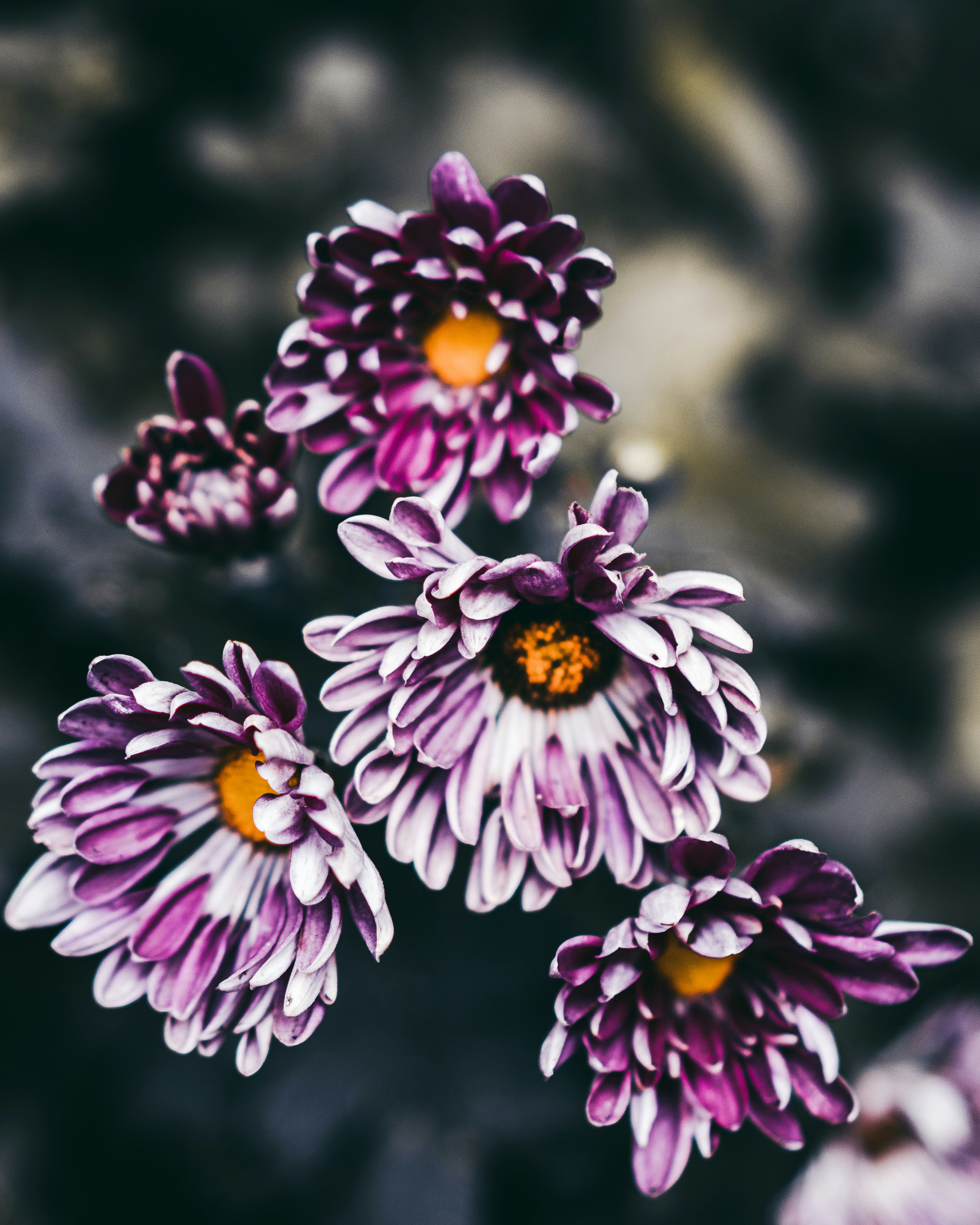 Petals in Focus: Close-Up of Purple Chrysanthemums with Golden Centers
