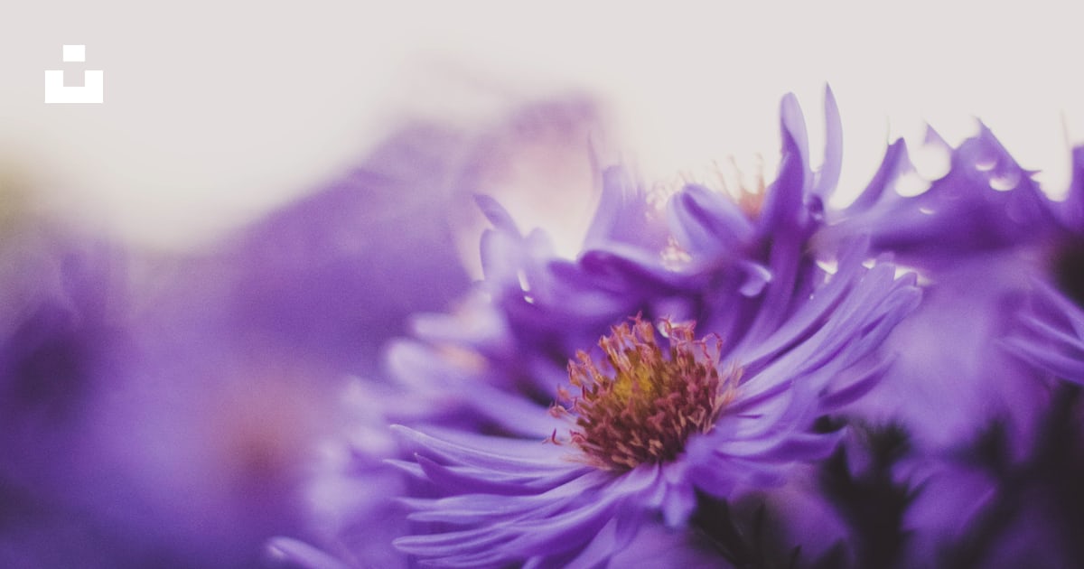Un gros plan de fleurs violettes avec un fond de ciel photo – Image ... Un gros plan de fleurs violettes avec un fond de ciel photo – Image ...