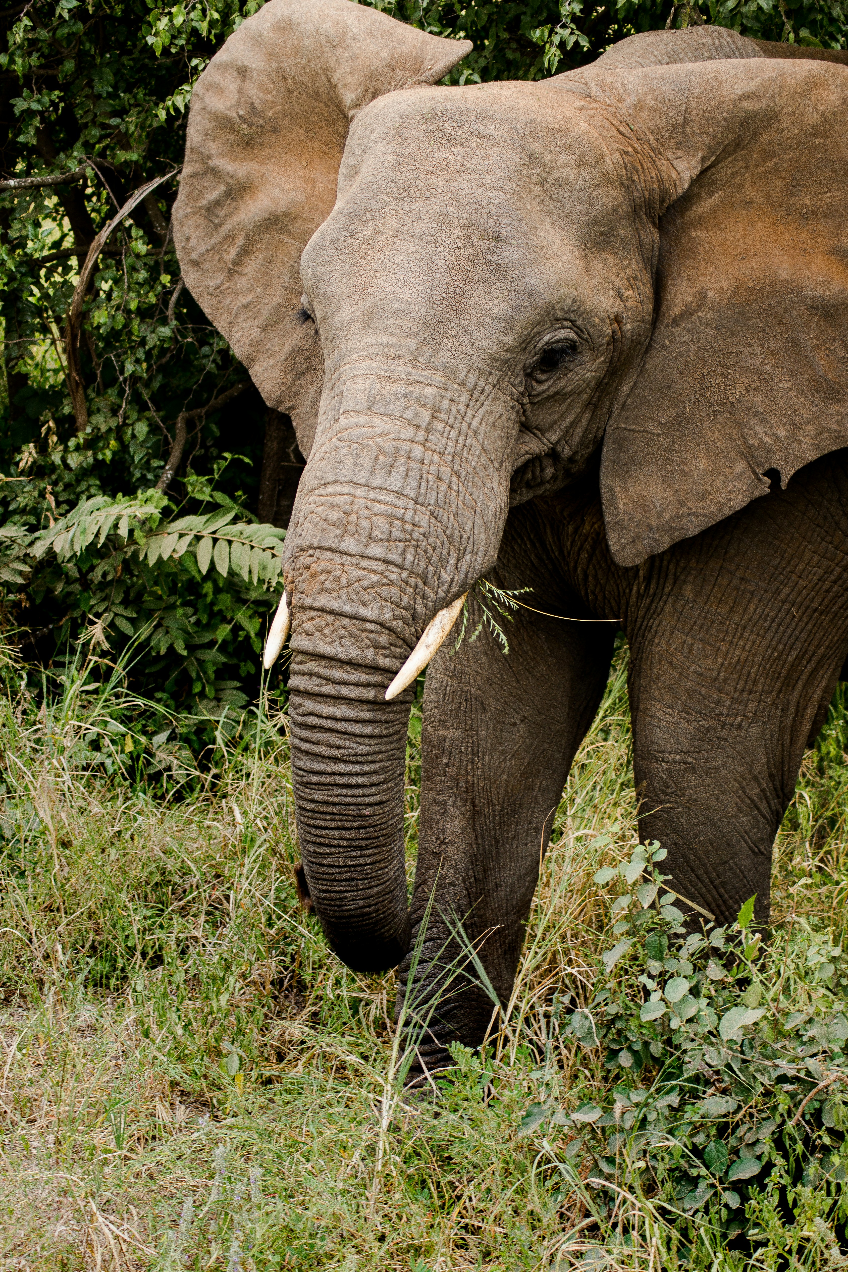 Safari in Tanzania | brown elephant on green grass