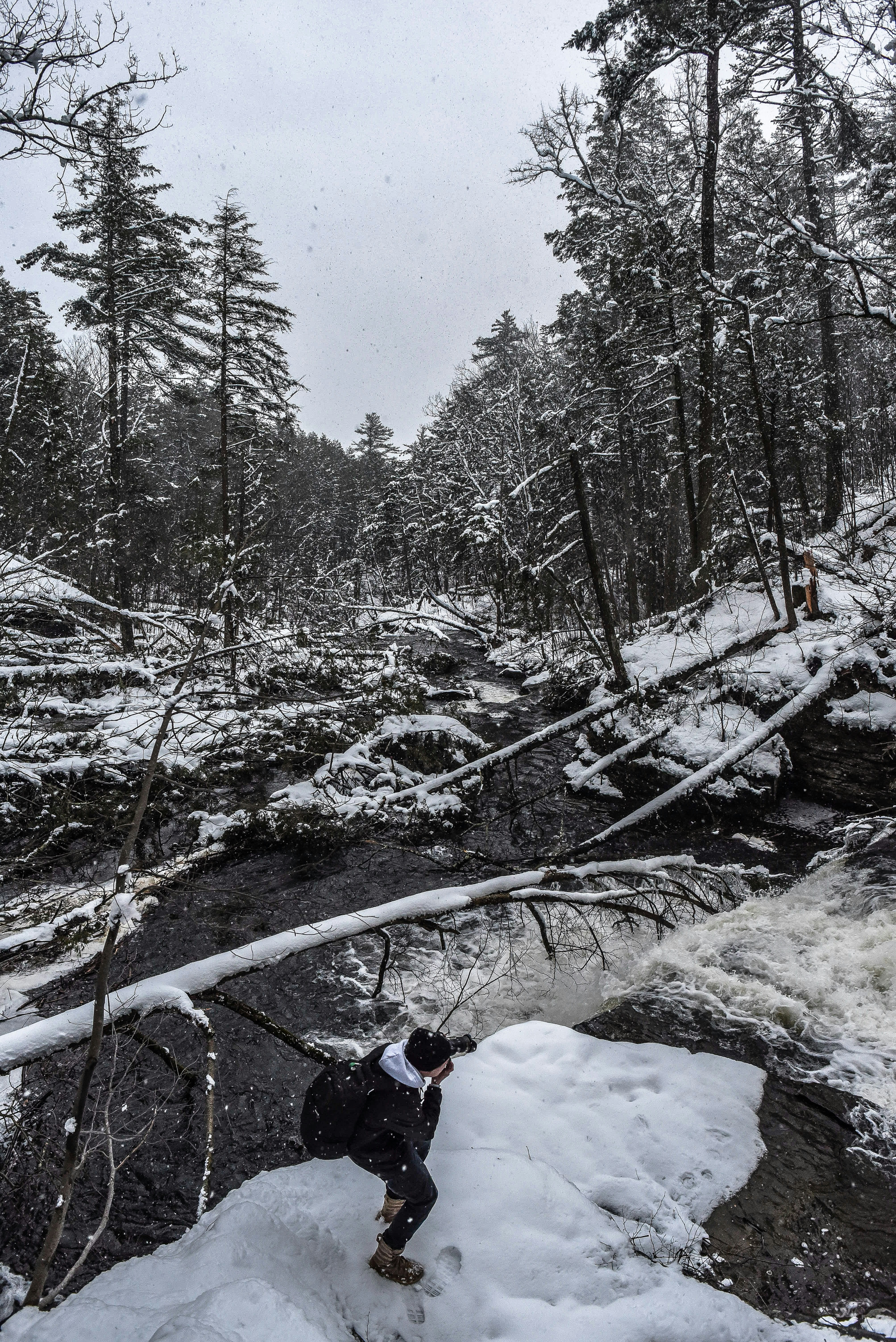 Person taking photo of fallen trees on snow photo – Free Grey Image on ...