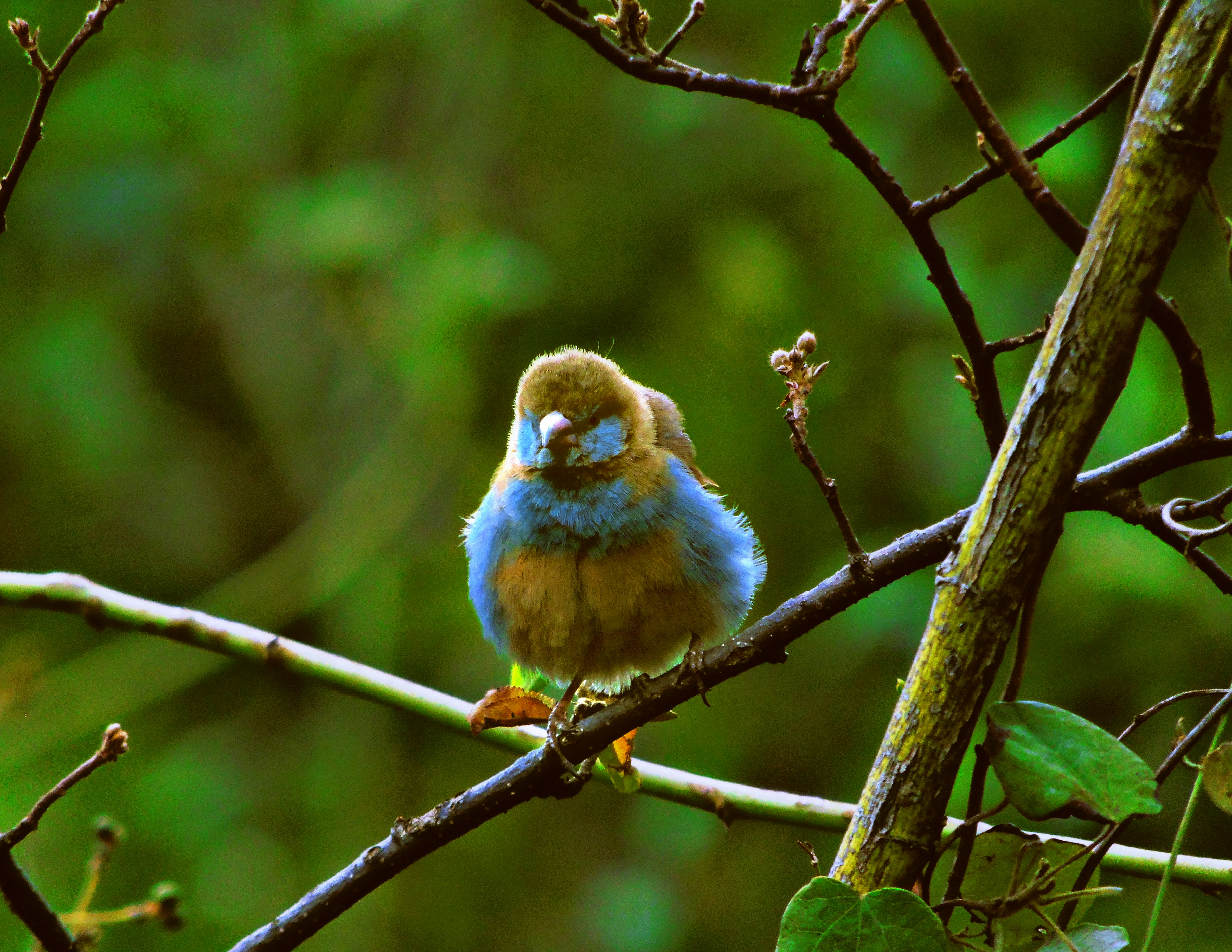 A blue-brown passerine perched on a mossy branch with a lush green backdrop. The shallow depth of field emphasizes the bird as the focal point of this nature photograph.