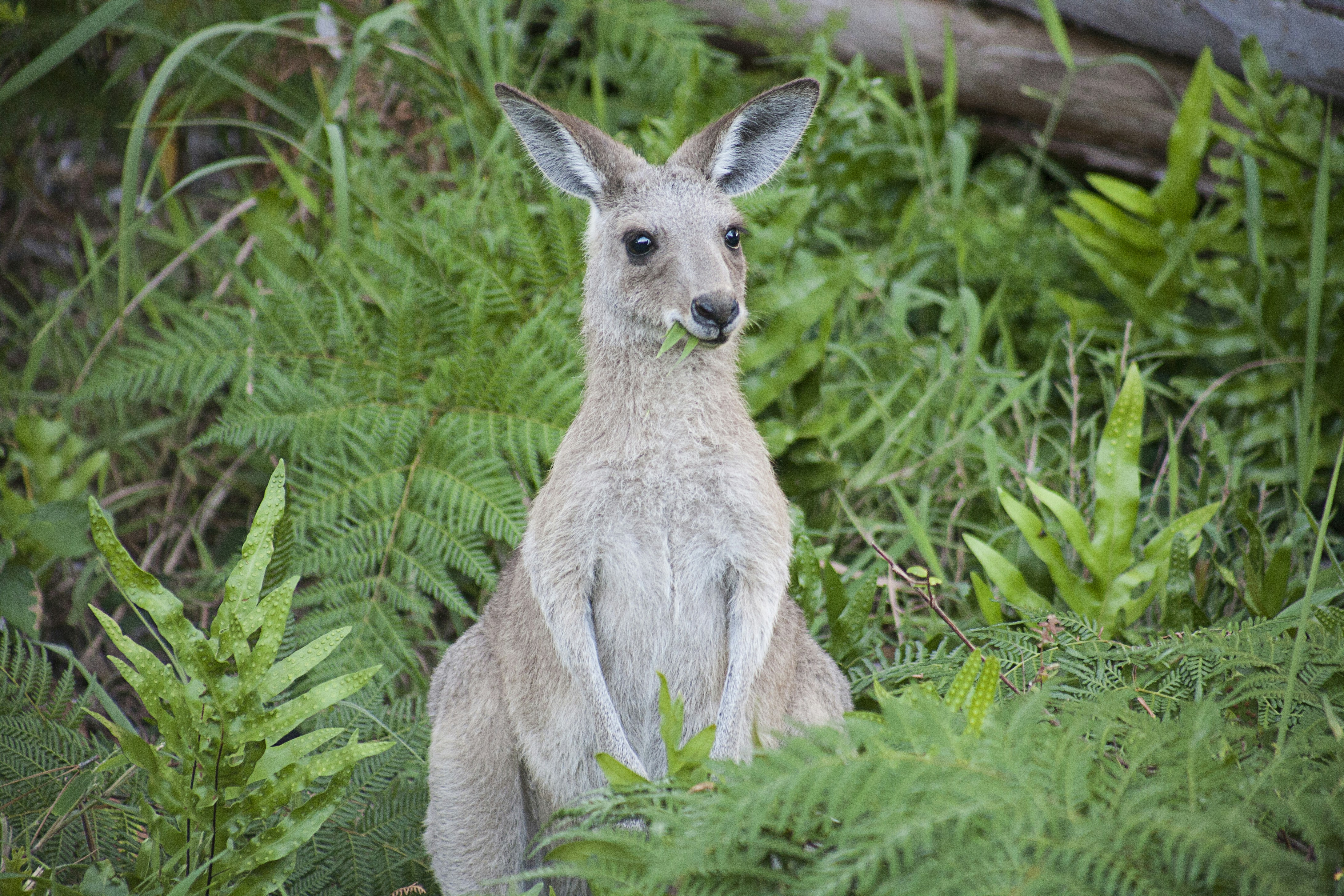 Spotted this fella on a nature walk | infant brown kangaroo eating grass