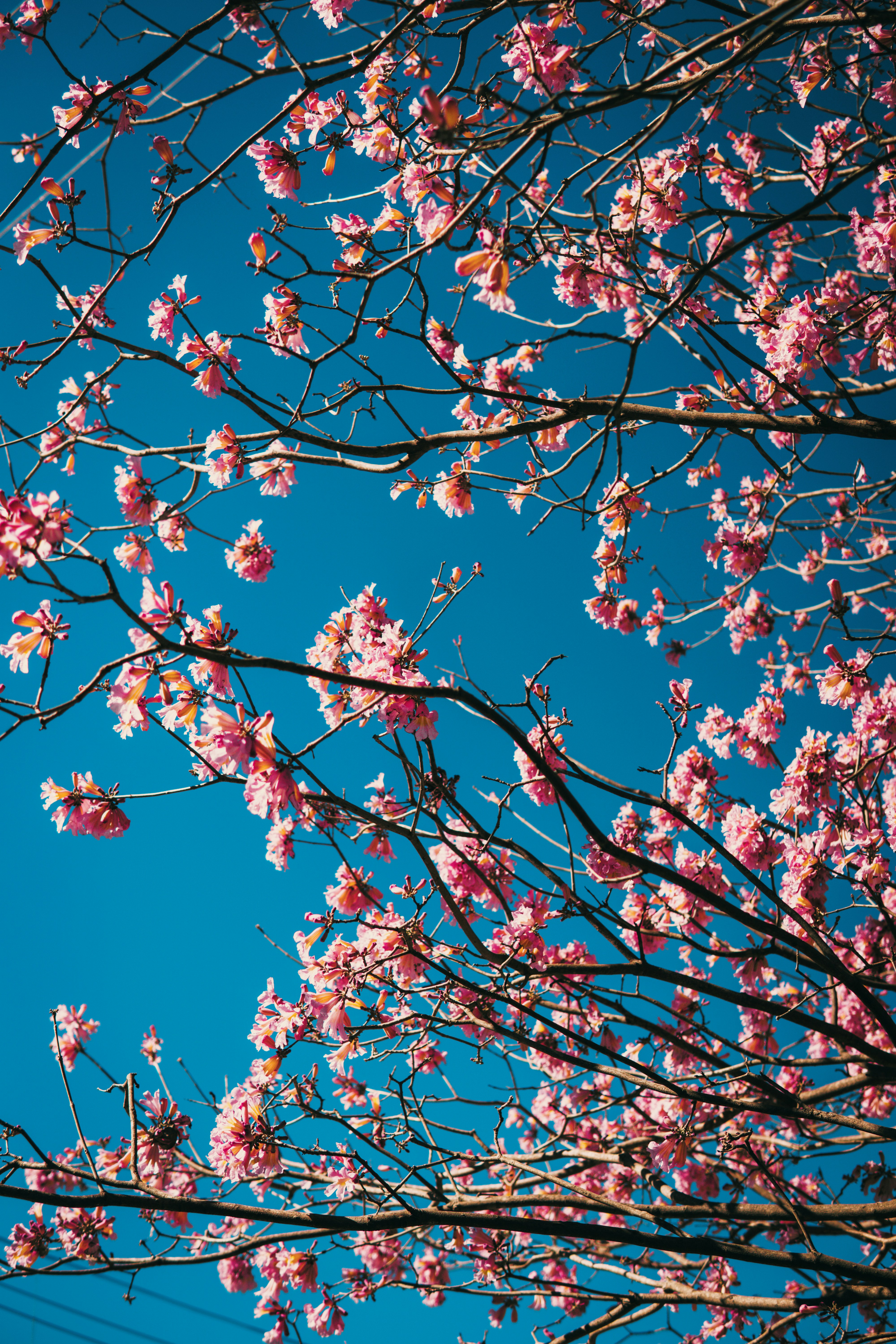 Blue Sky Flowers Pictures | Download Free Images on Unsplash