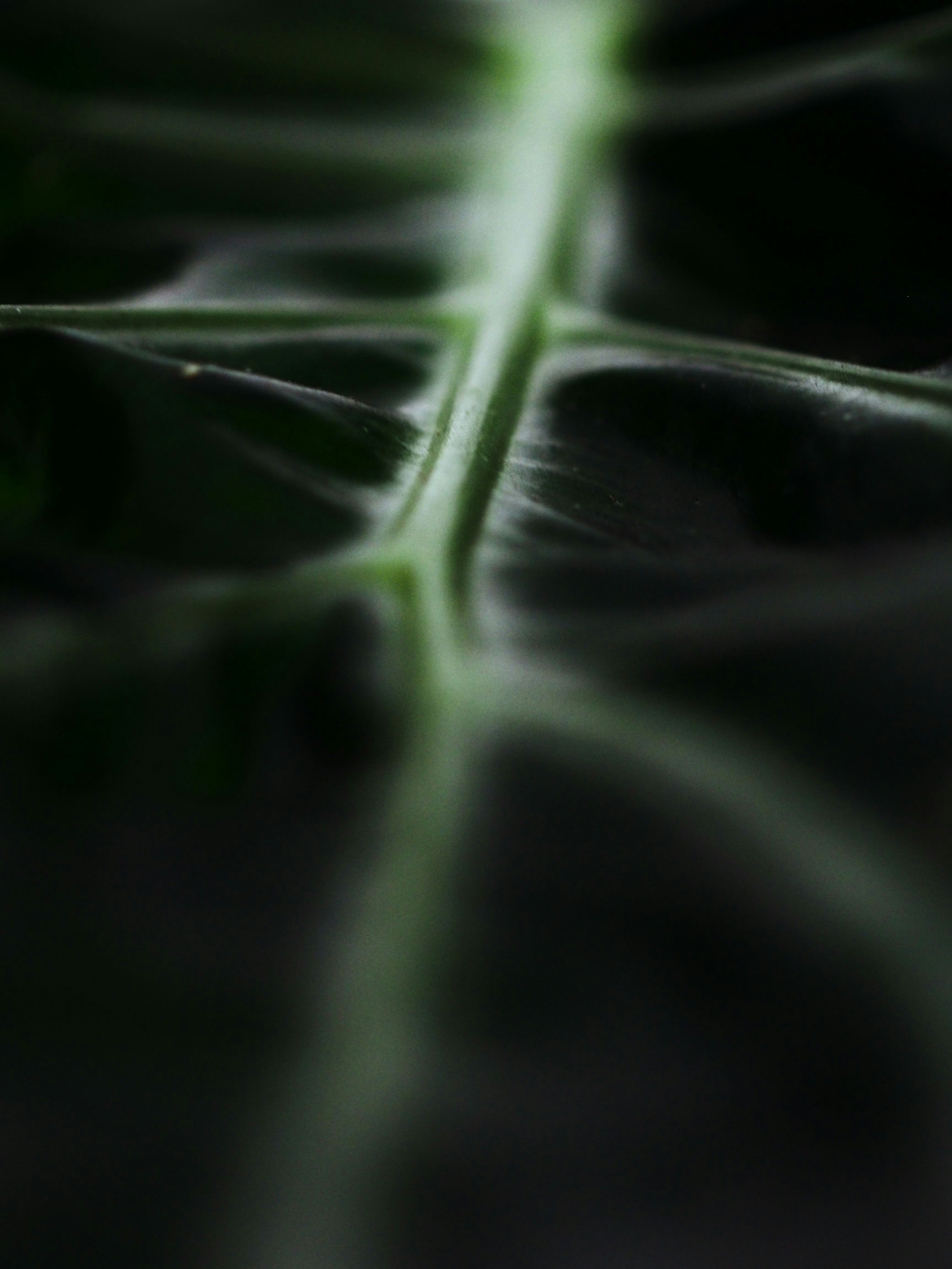 Shot this photo in my living room. A structured plant leaf changed into a dark atmosphere with Affinity by using contrast and brilliance (making the photo slightly colder). | macro photography of green leaf