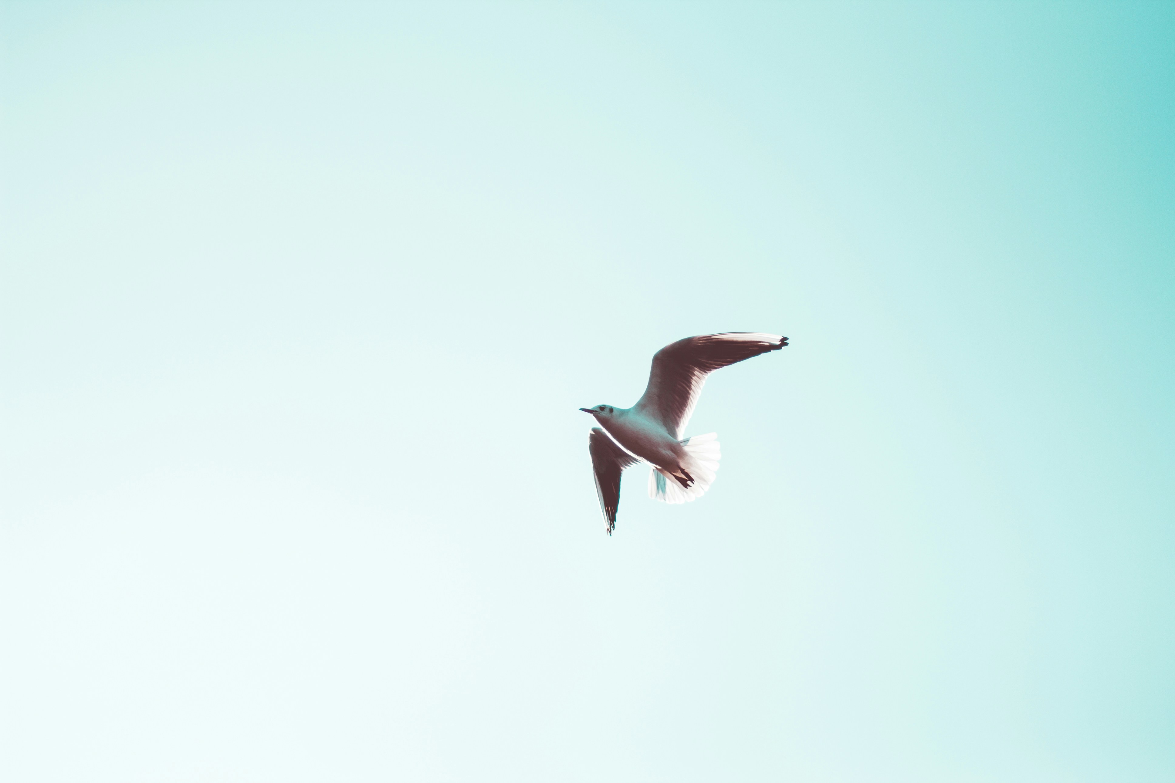 A seagull gliding gracefully against a soft, pastel sky, embodying the essence of freedom and tranquility.