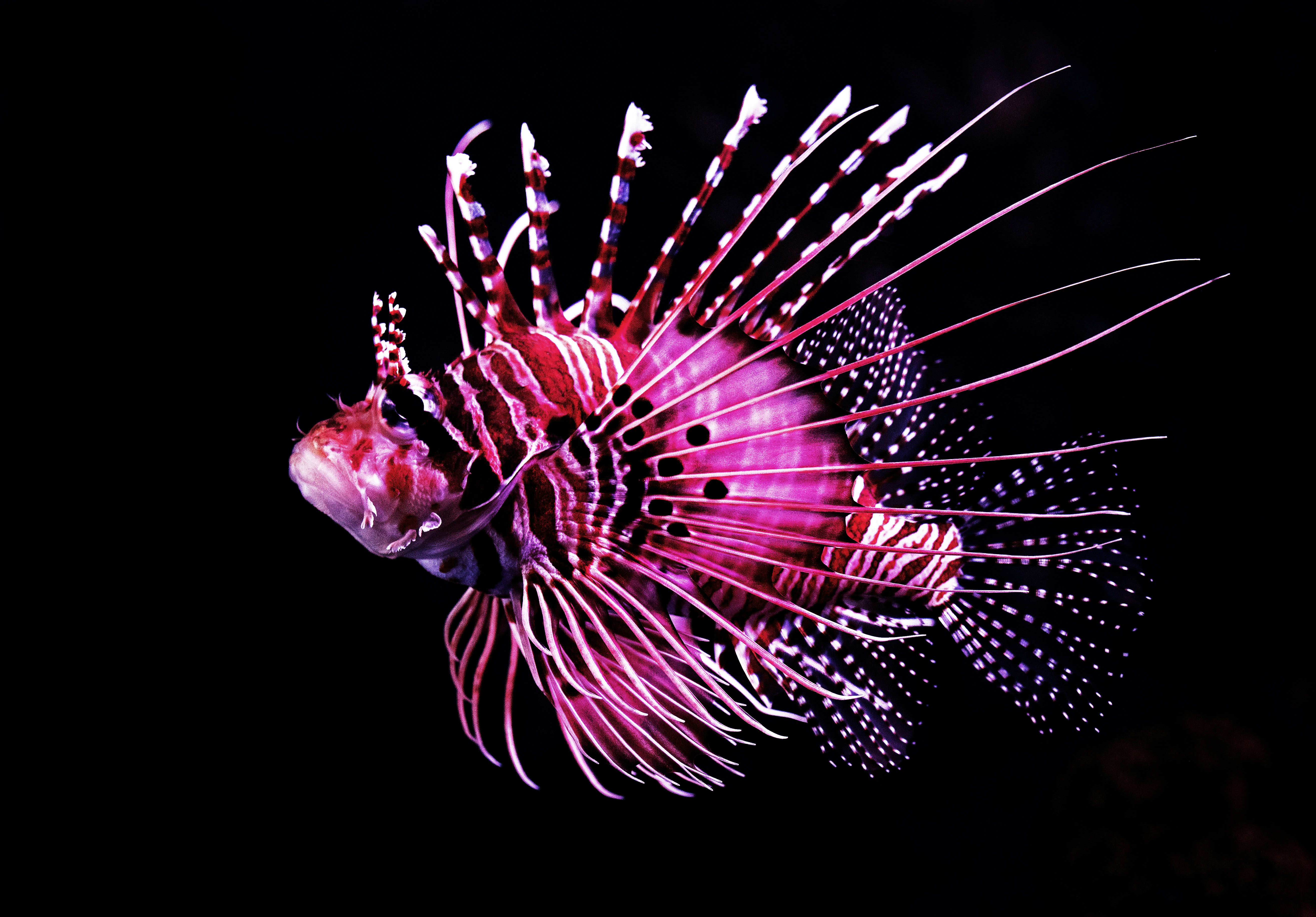 A vibrant lionfish gliding gracefully through dark waters, showcasing its intricate fin patterns and striking colors.