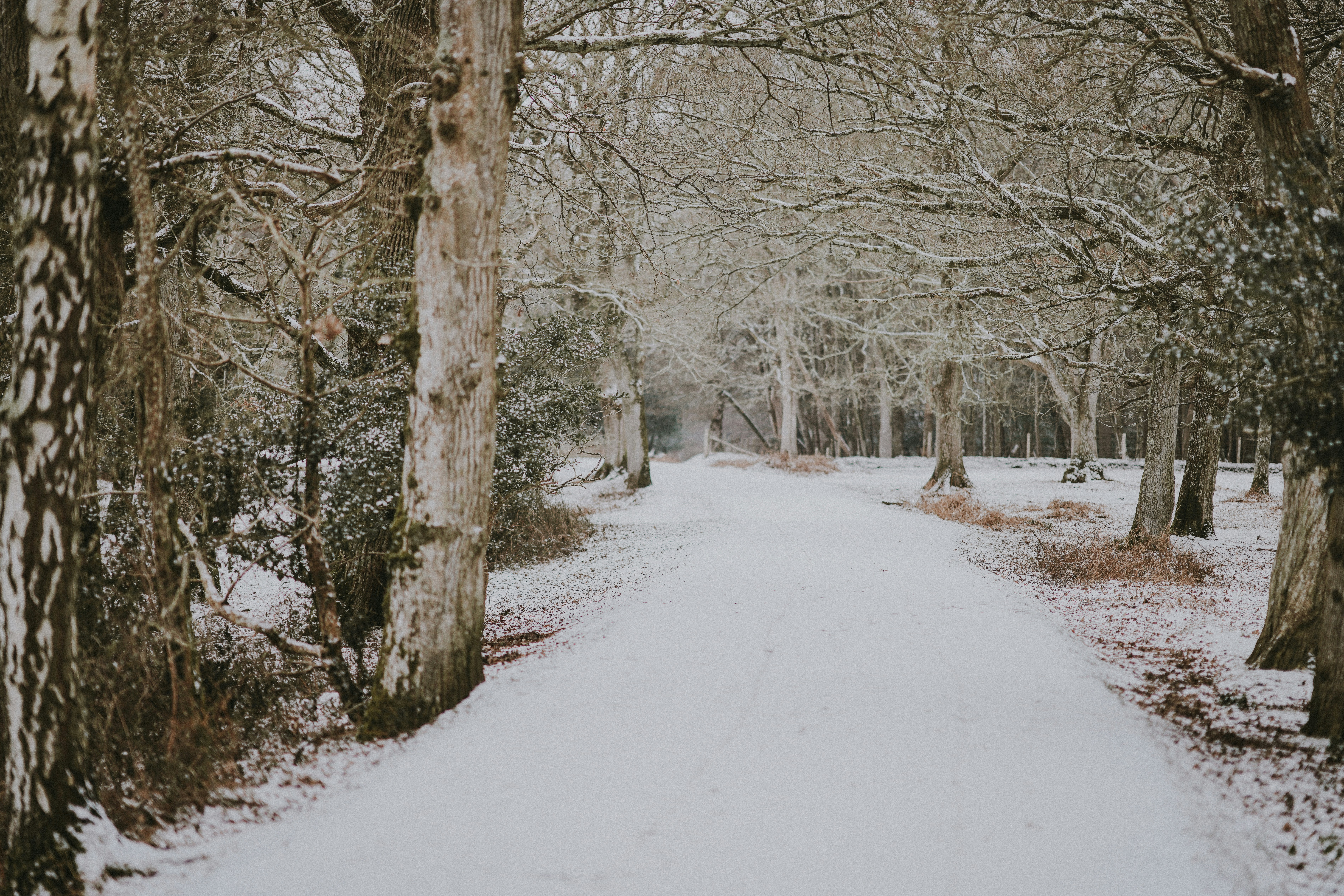 Bare trees and pathway covered with snow during daytime photo – Free ...