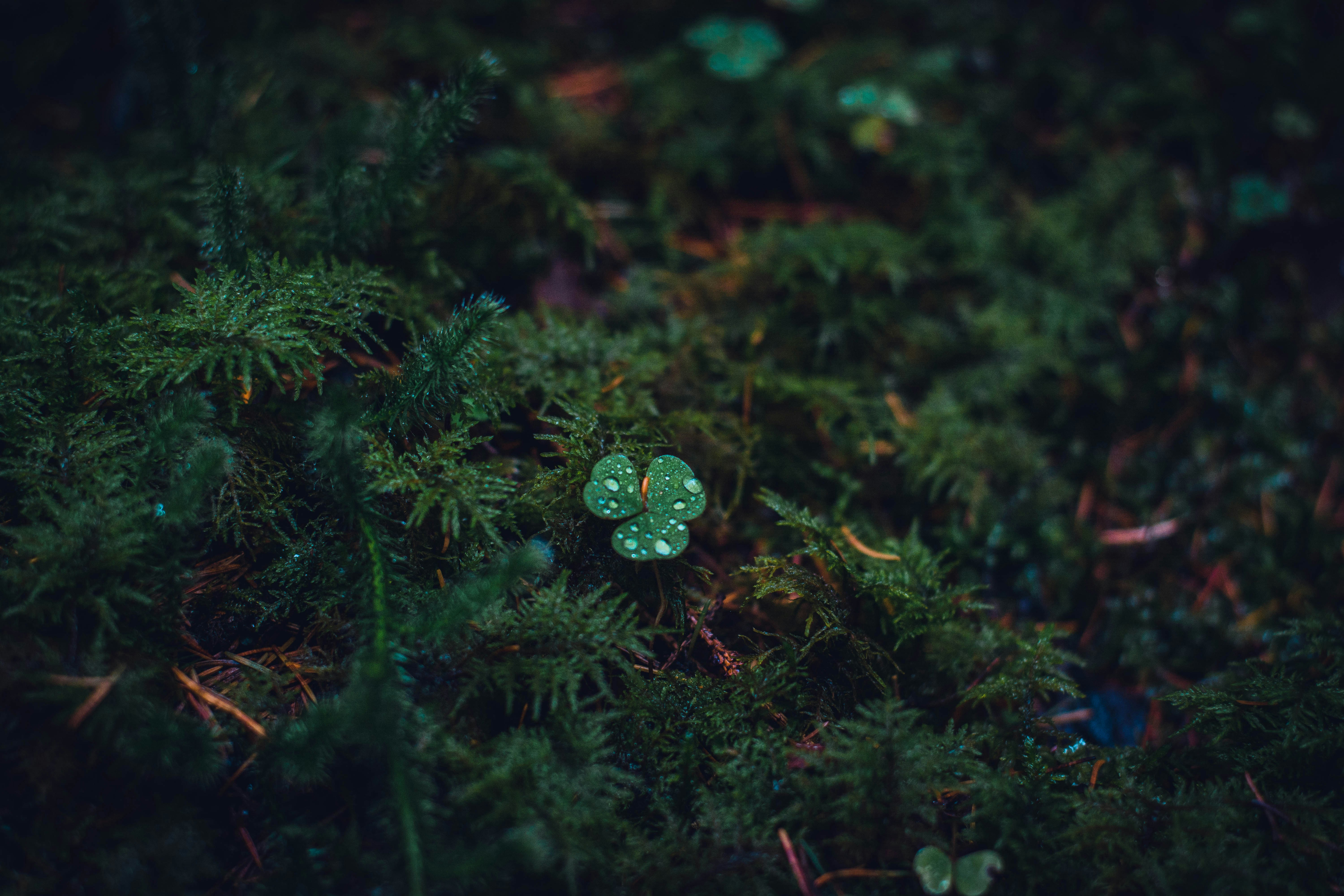 autumn rain in the forest | a close up of a plant with green leaves