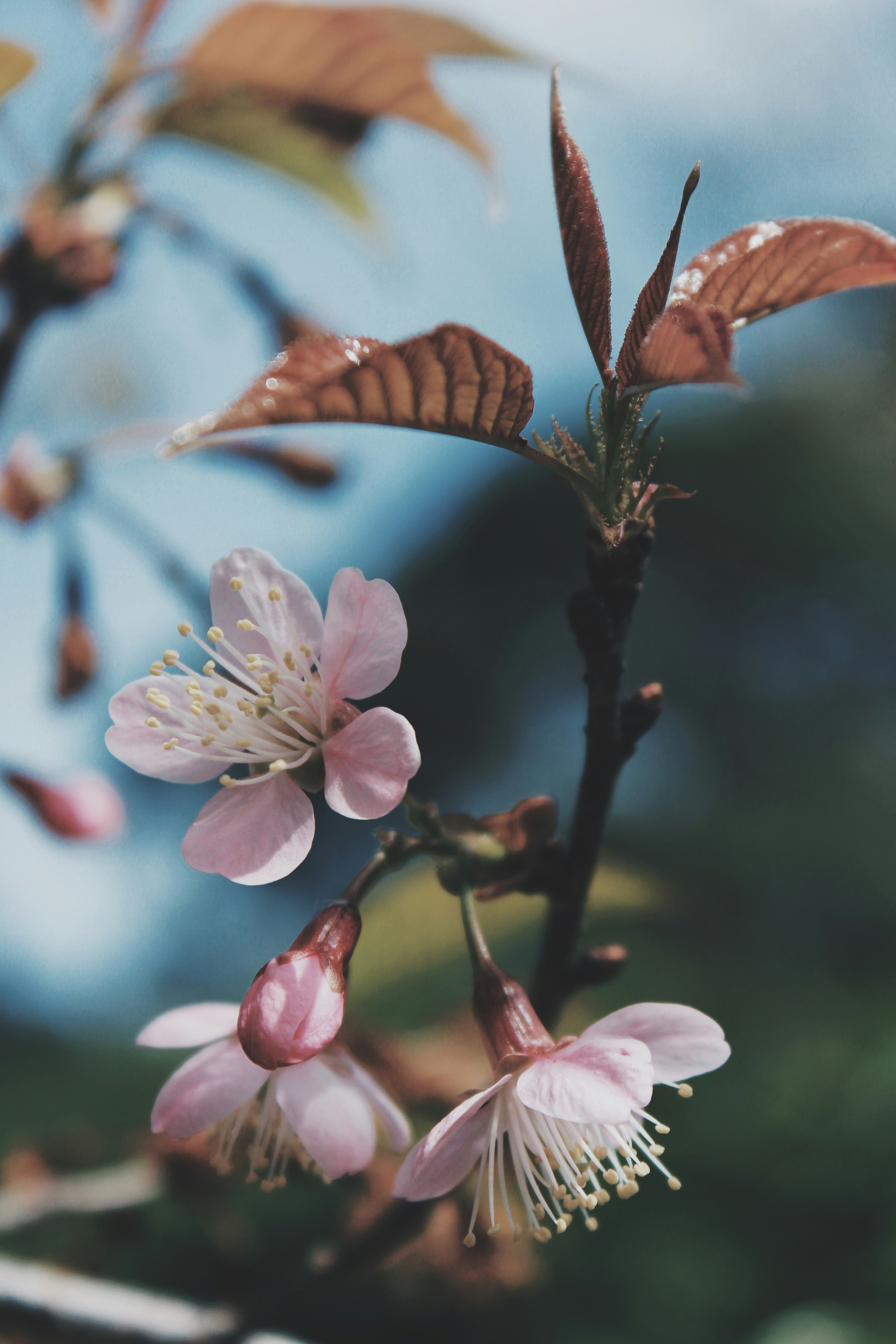Quiet Petals: A Close-Up of Spring Cherry Blossoms in a Dreamy Blue Backdrop