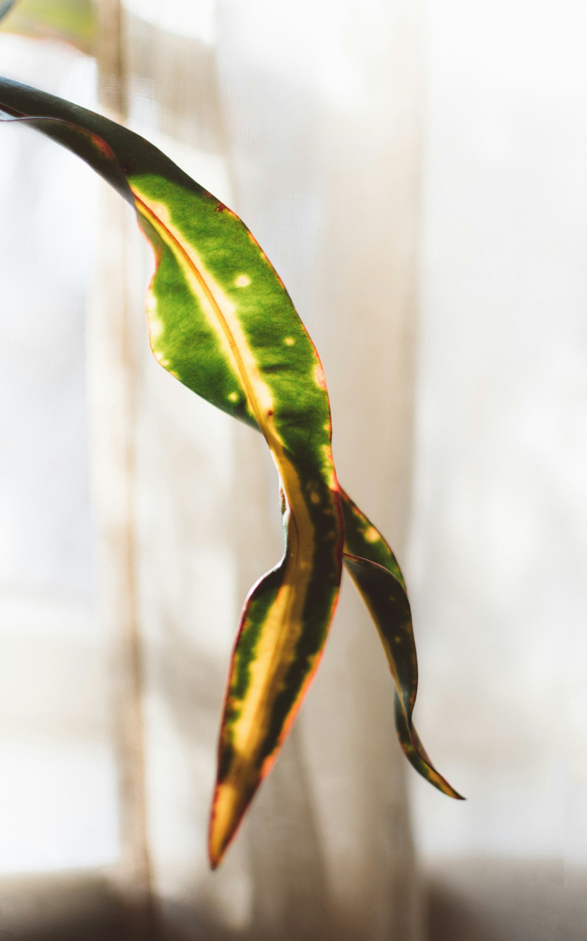 Vibrant green leaf with golden edges illuminated by soft sunlight, set against a blurred background of sheer curtains.