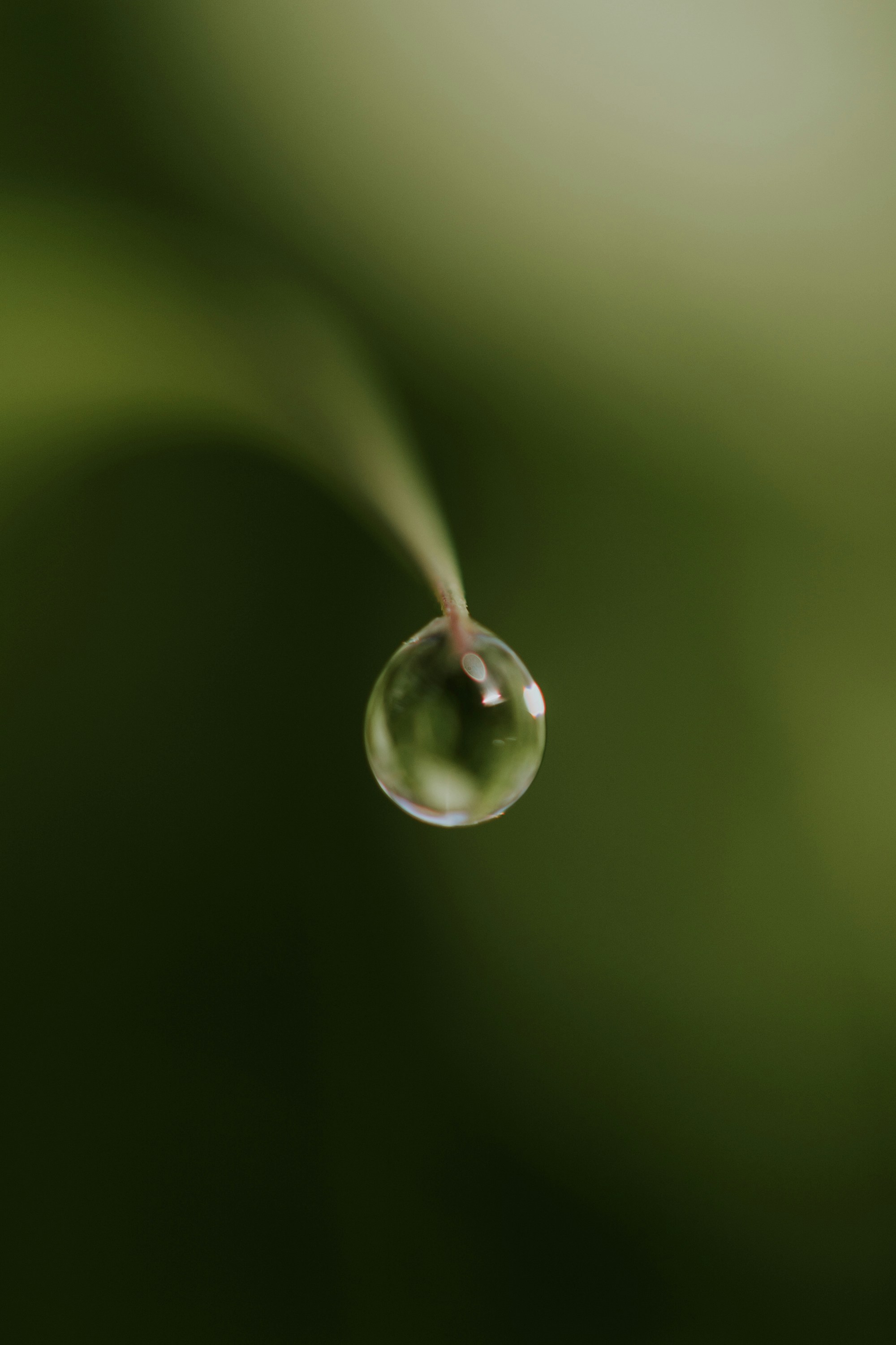 Water drop on green leaf photo – Free Green Image on Unsplash