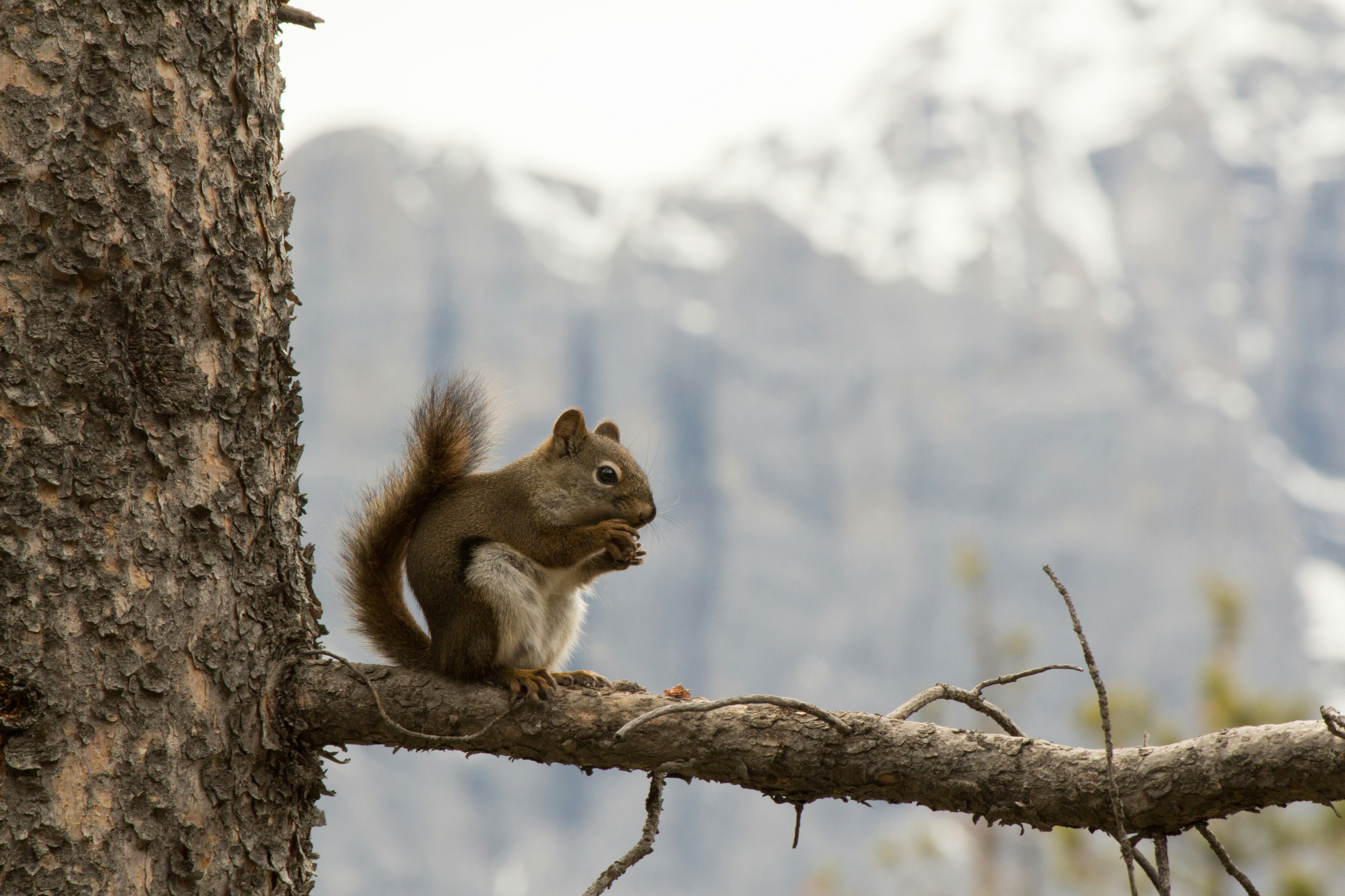 A squirrel perched on a branch, nibbling on a snack, with a soft-focus mountain backdrop. The scene captures the tranquility of wildlife in its natural habitat.