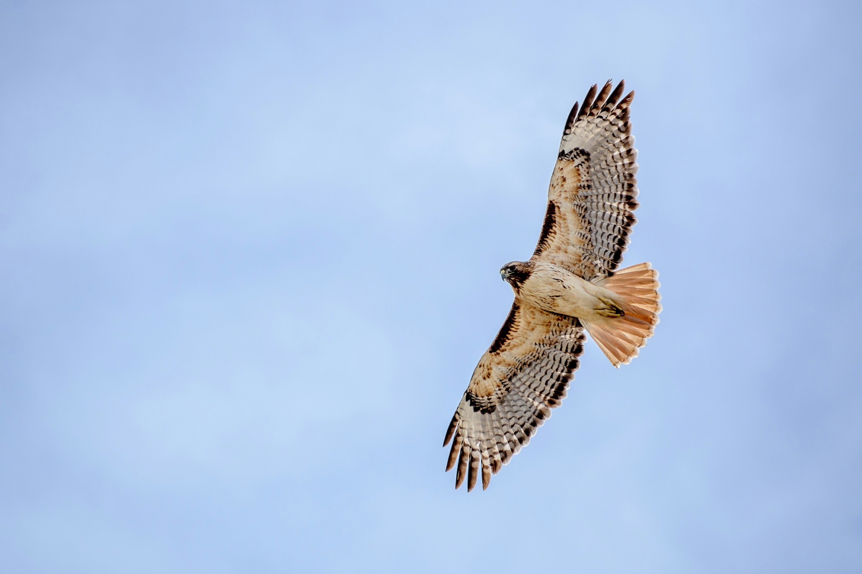 Animal References | 100+ best free animal, wildlife, grass, and bird ...