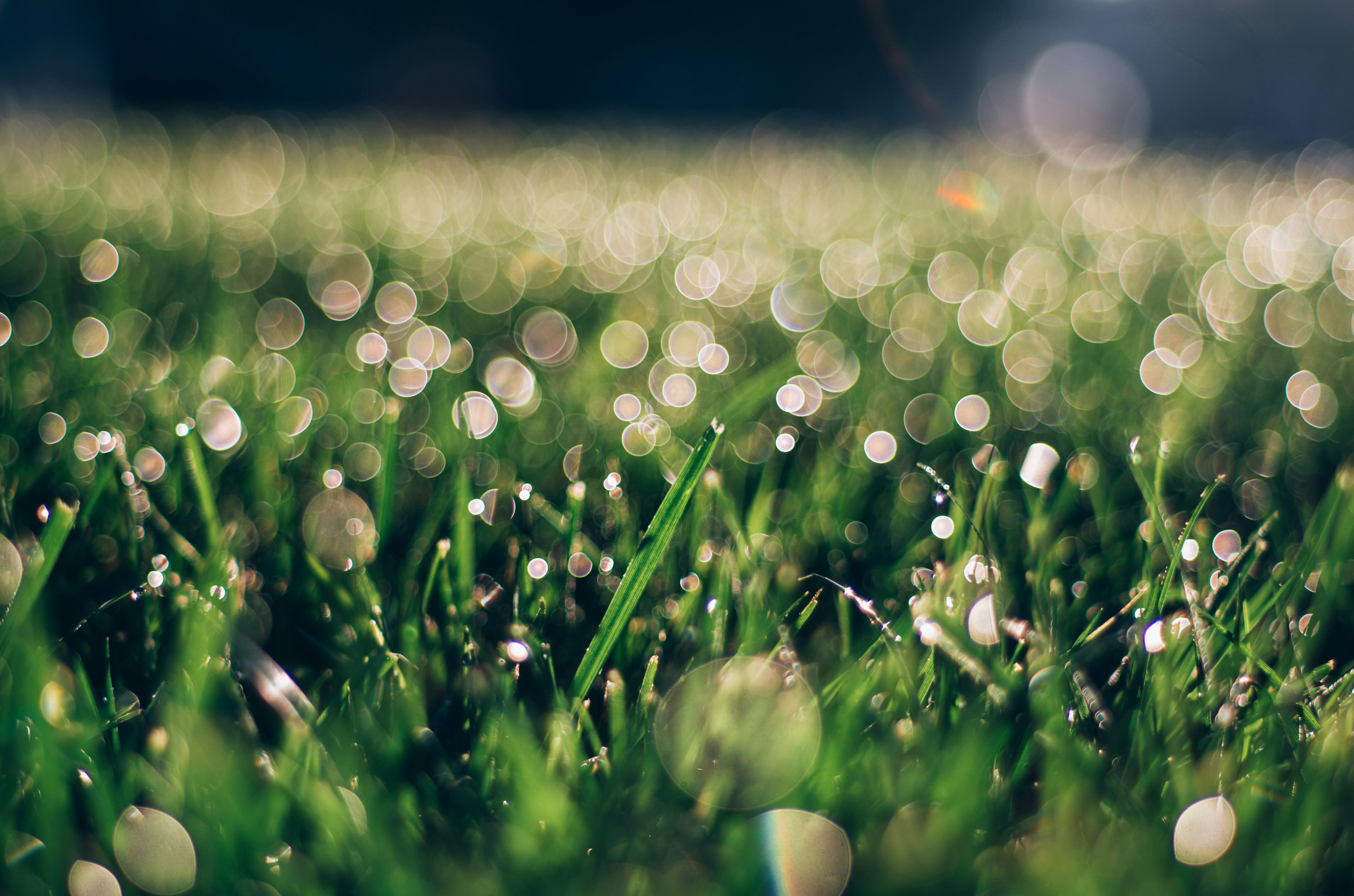 Close-up of dew-kissed grass blades glistening under soft morning light, creating a dreamy atmosphere.