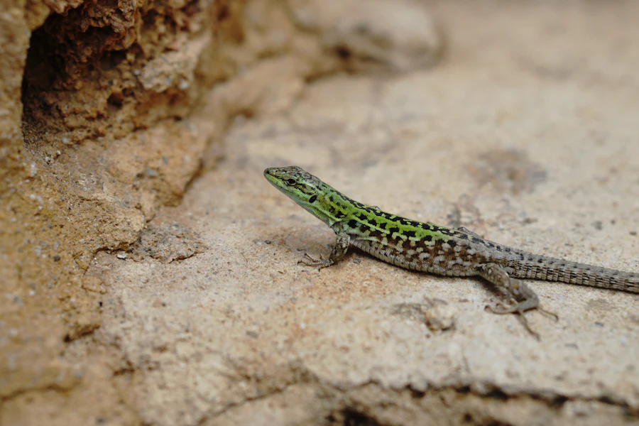 A green-and-brown lizard rests on a rough sunlit stone surface, blending into the earthy background. Its body stretches diagonally across the frame.