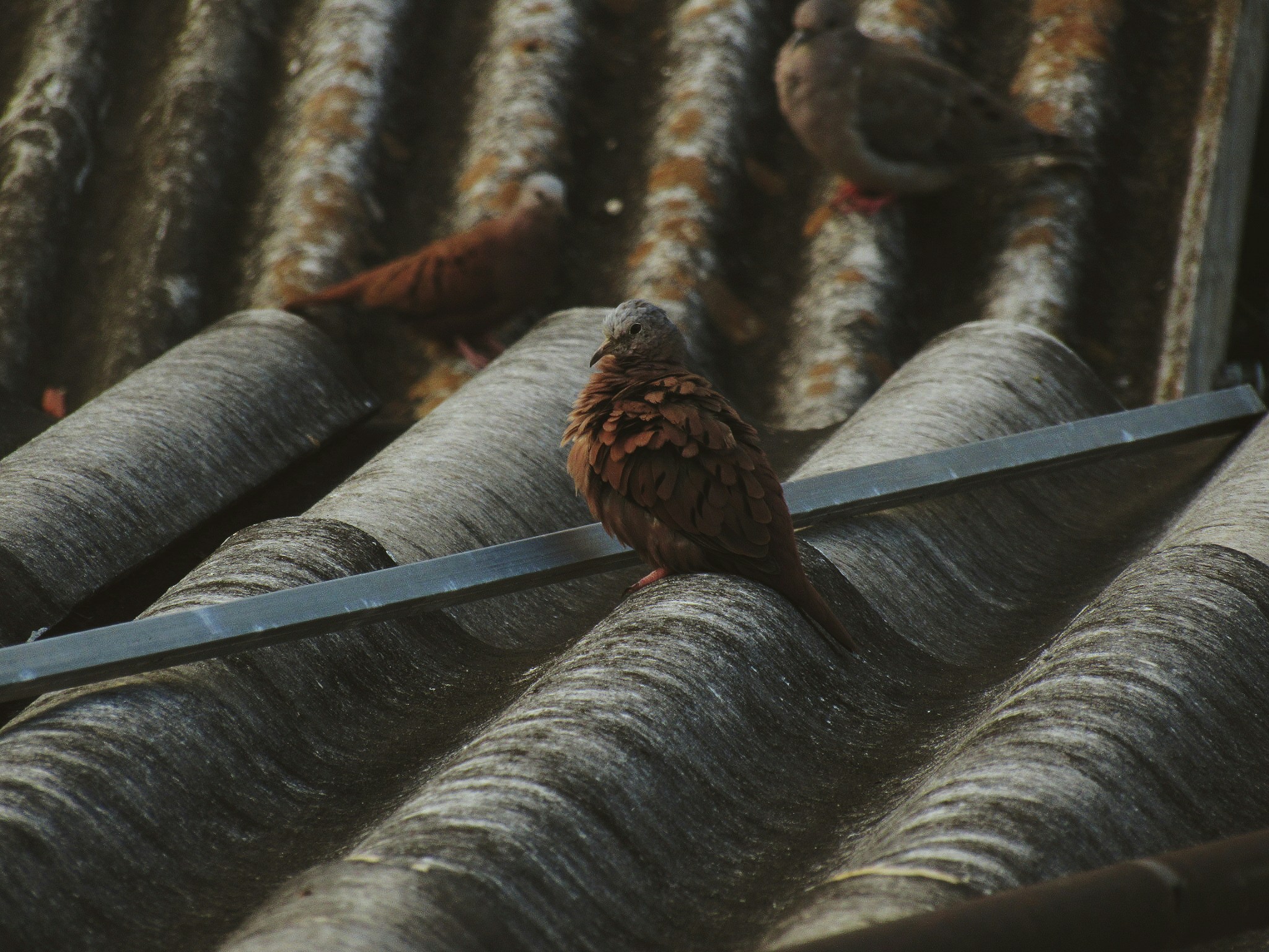 A bird rests on a metal railing atop weathered rooftop tiles, surrounded by fellow birds in a serene urban setting.