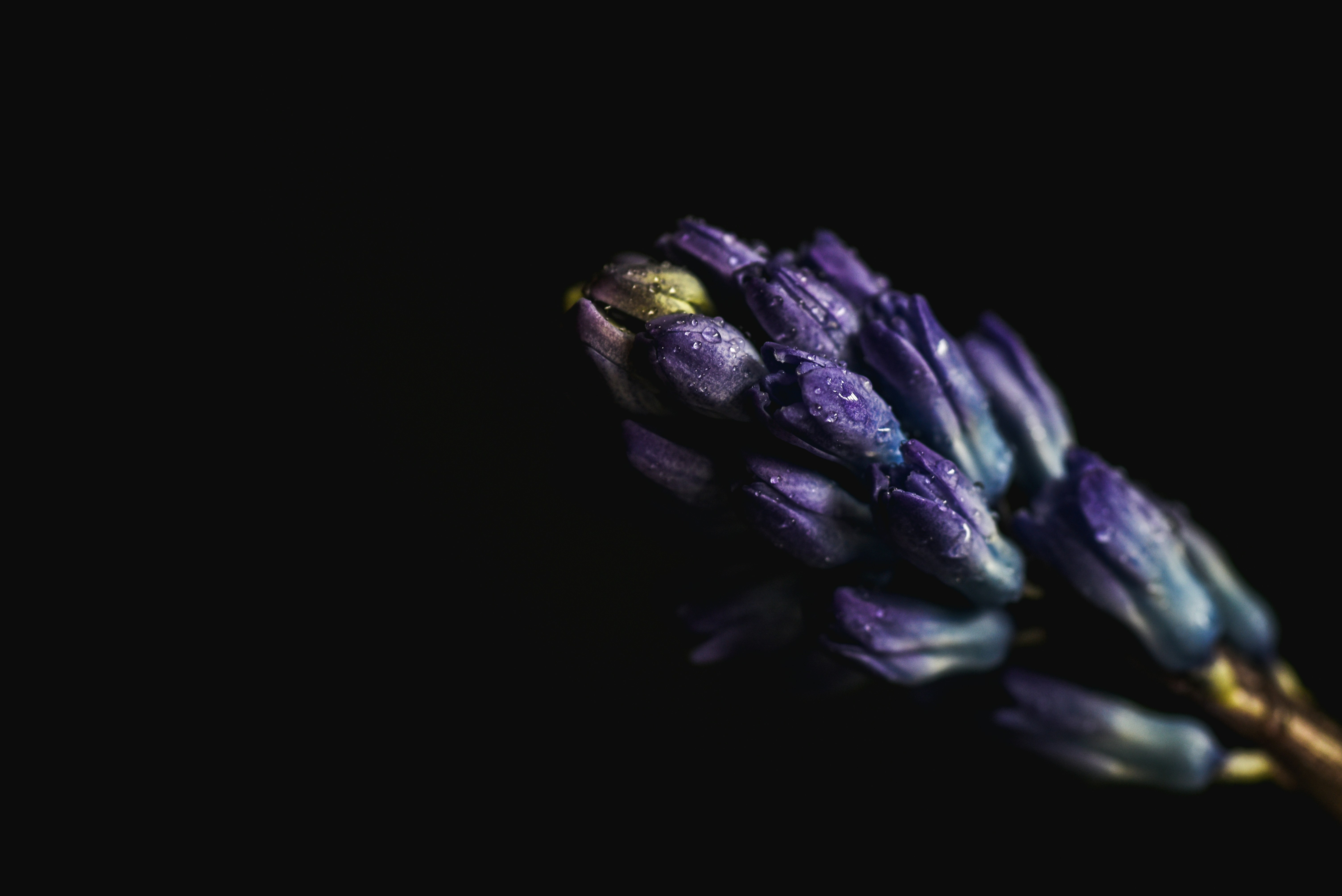 purple petaled flower