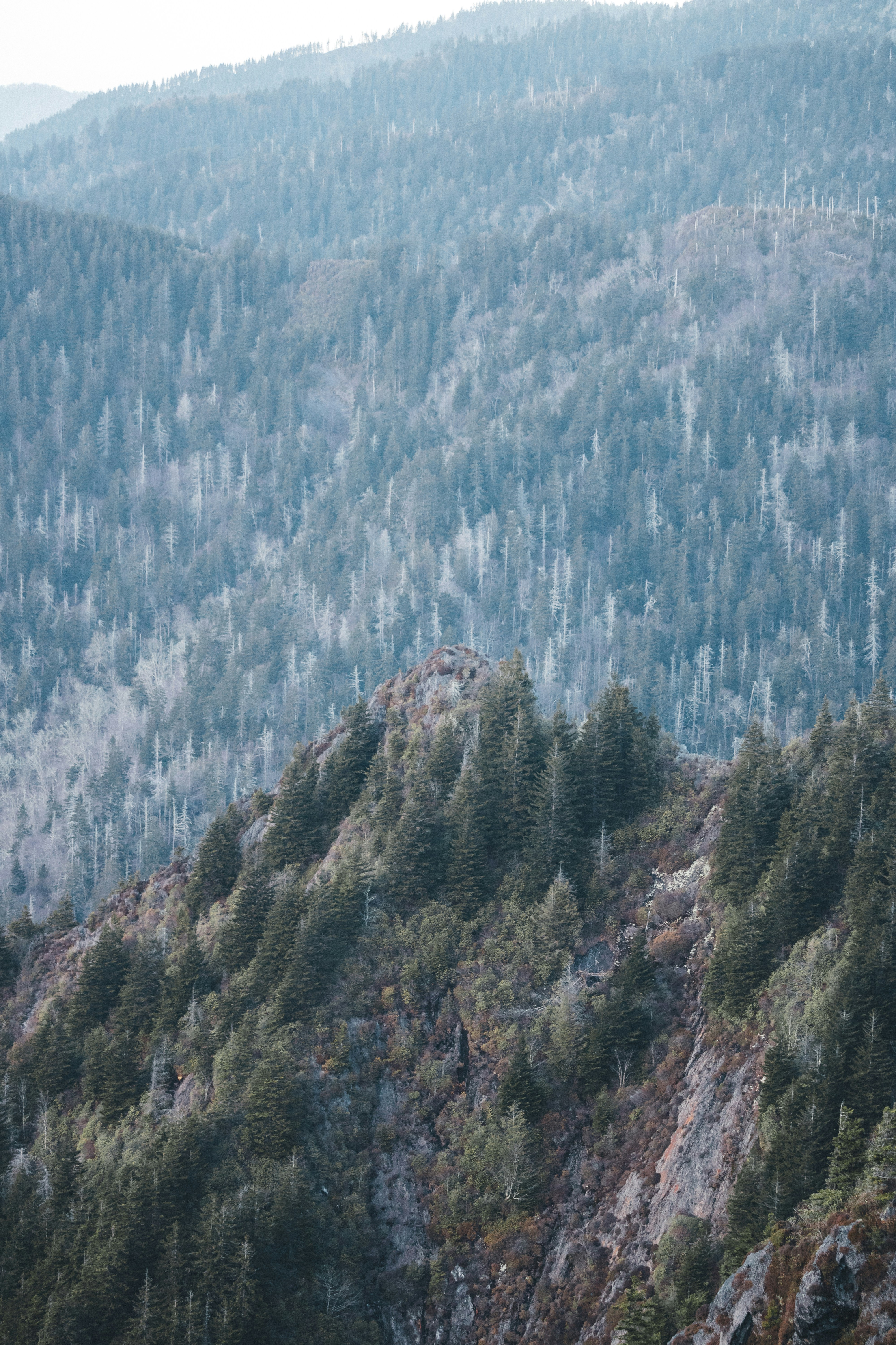 Lush coniferous trees blanket a rocky ridge, showcasing the rugged beauty of mountainous terrain. The subtle interplay of light and shadow enhances the natural textures.