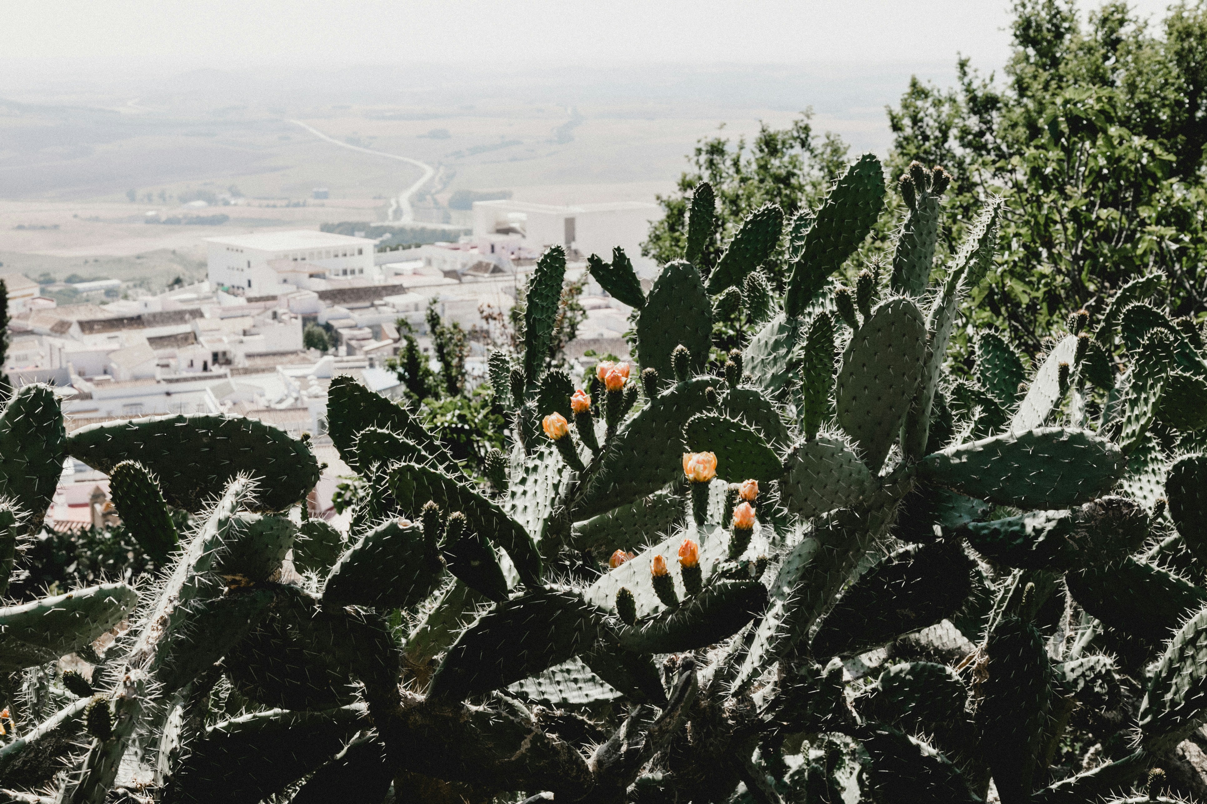 Vibrant prickly pear cactus flowers bloom amidst a panoramic view of a distant landscape, showcasing the contrast between nature and civilization.