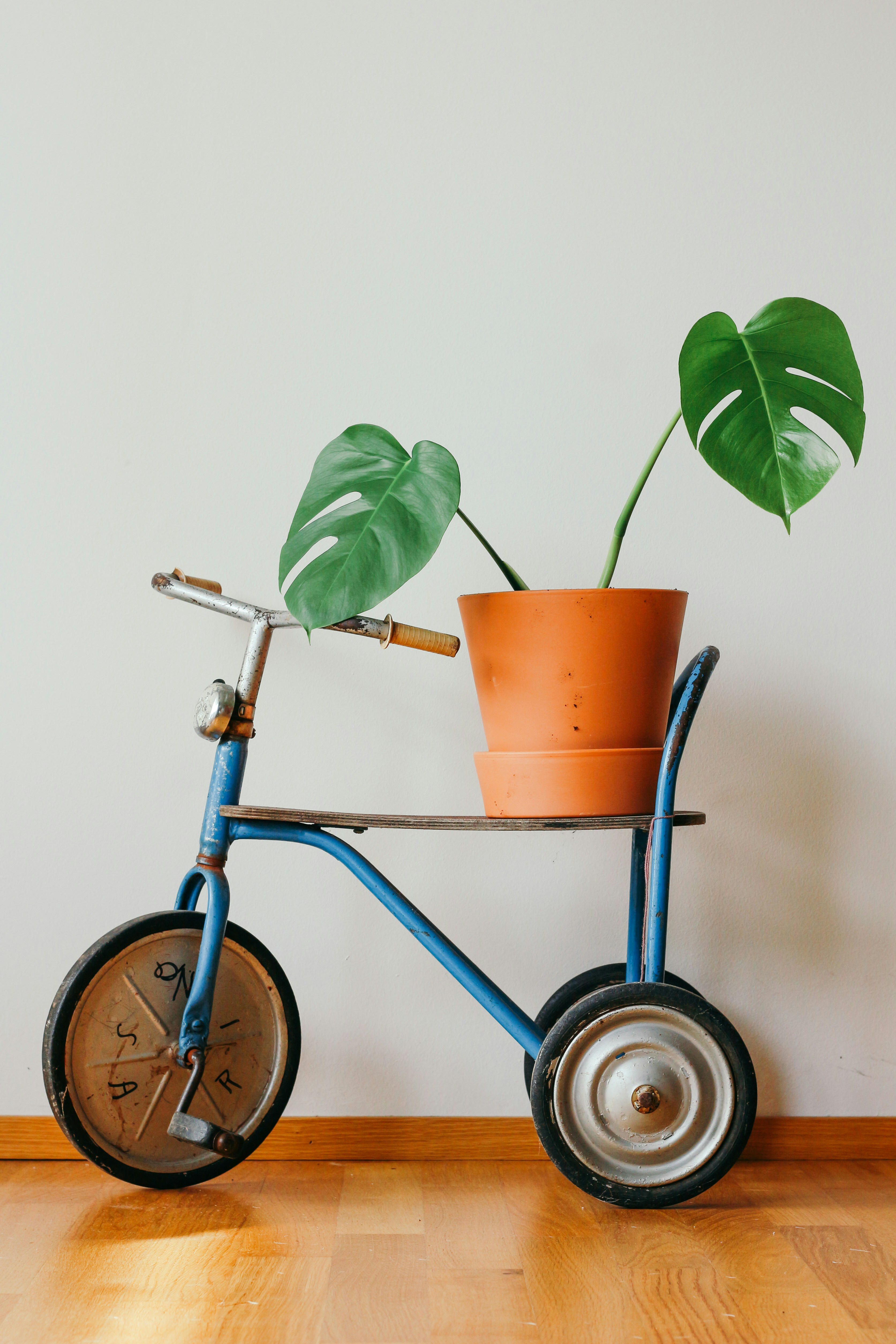 Young monstera on an tricycle | green leafed plant in brown pot
