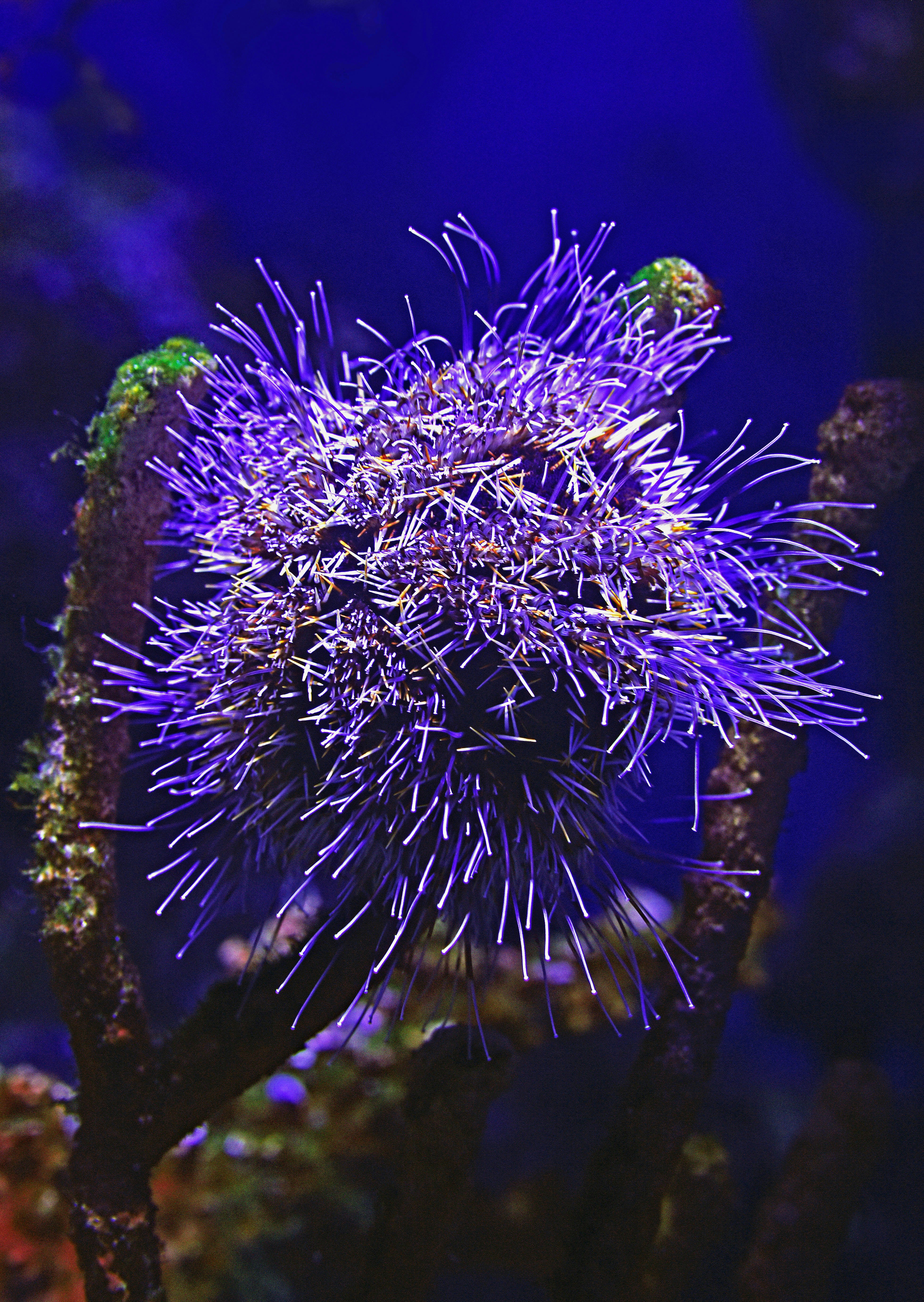 Electric Violet Spines: Neon Sea Urchin Clings to Blue Coral