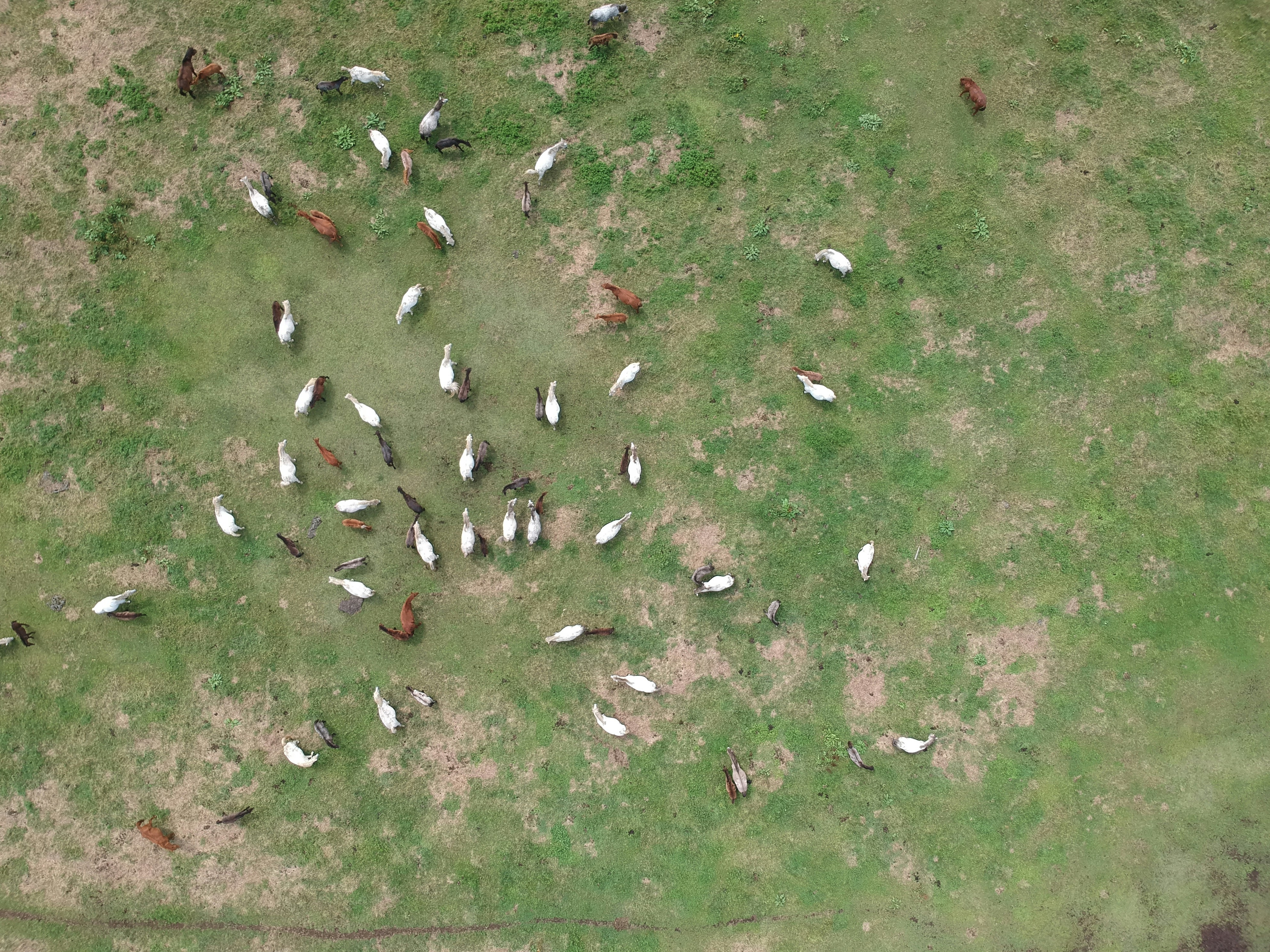 flock of bird on green grass