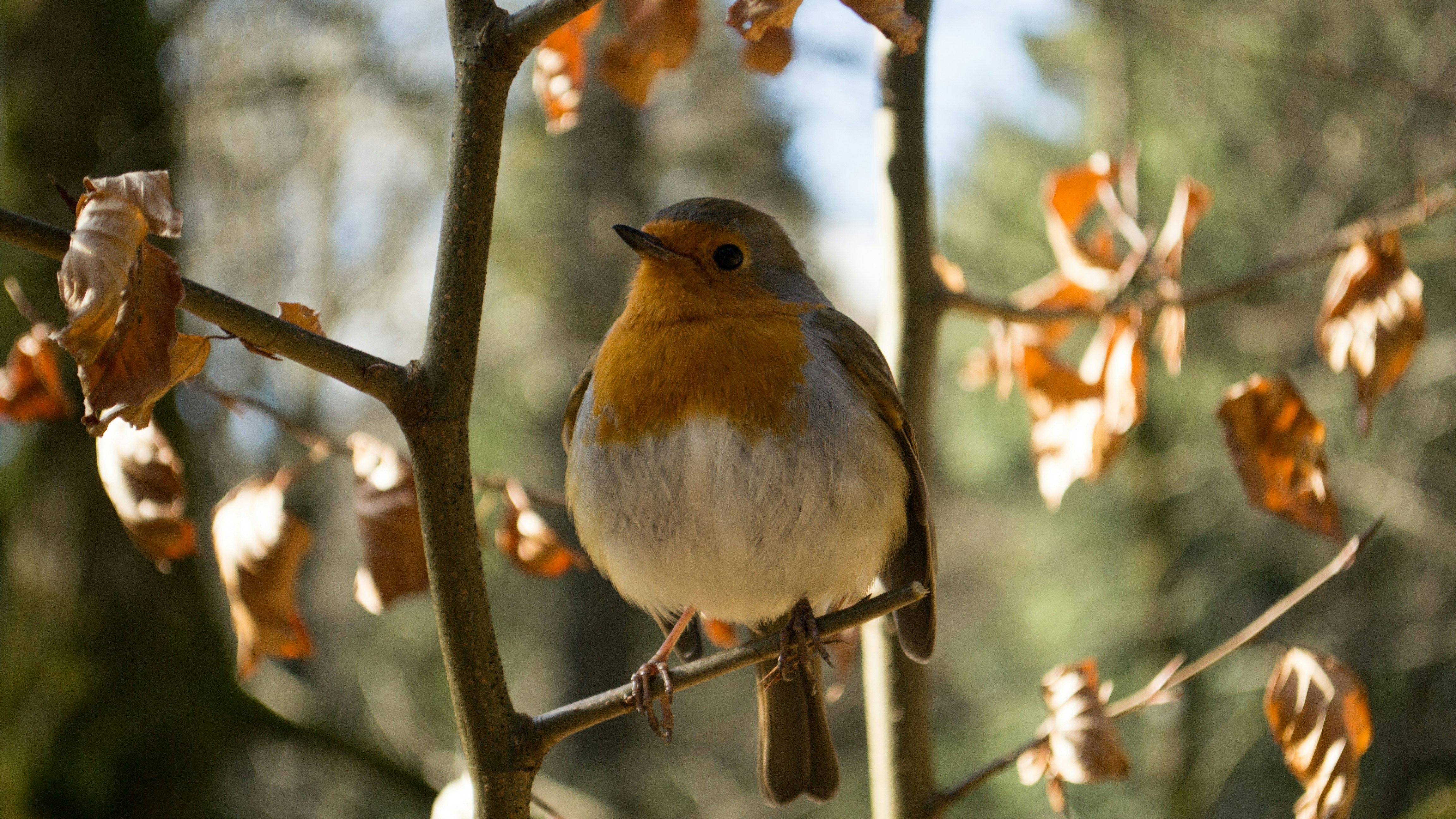 White and yellow bird on bare tree photo – Free Bird Image on Unsplash