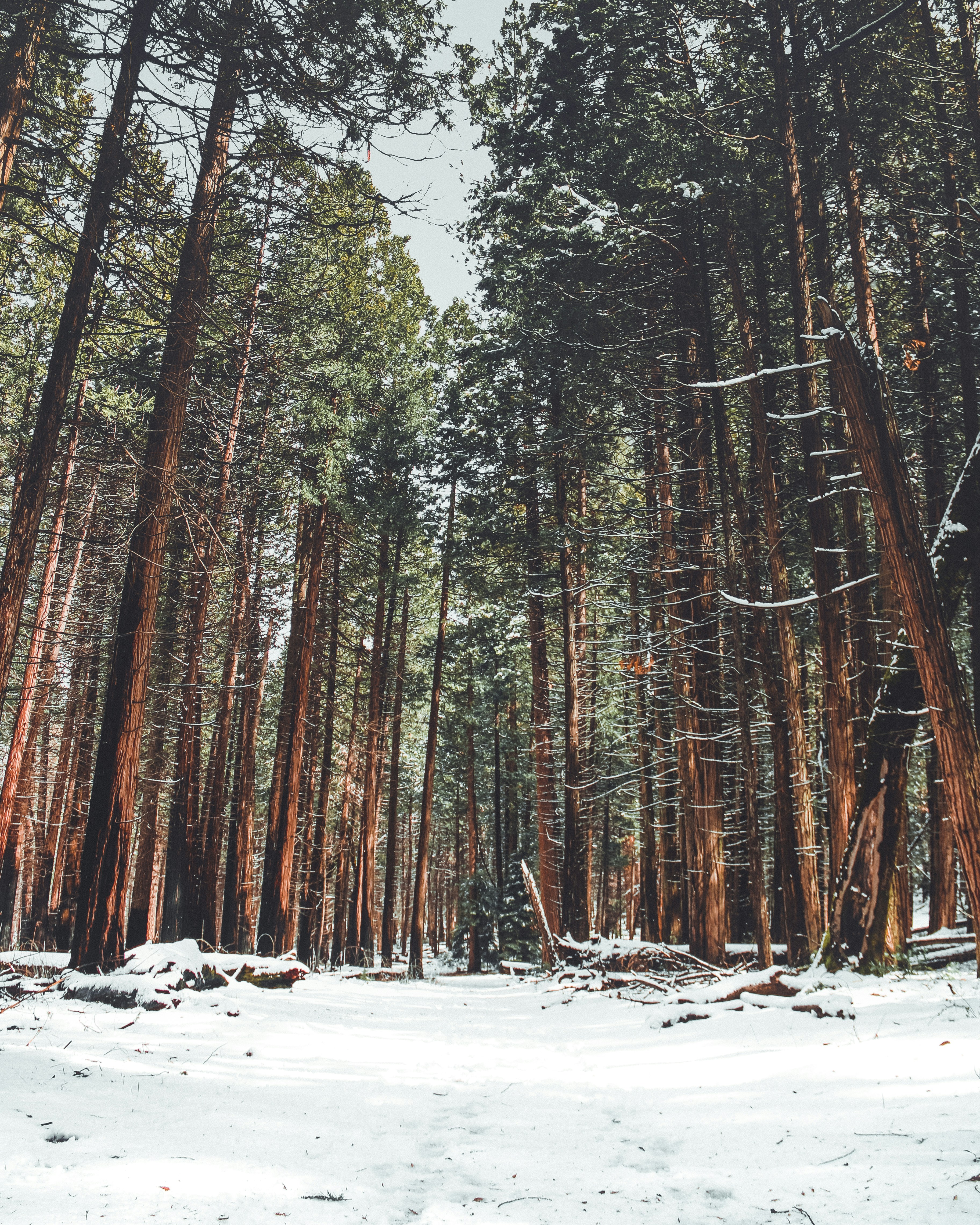 Towering sequoias rise majestically amidst a blanket of fresh snow, creating a serene winter landscape in a forest setting.