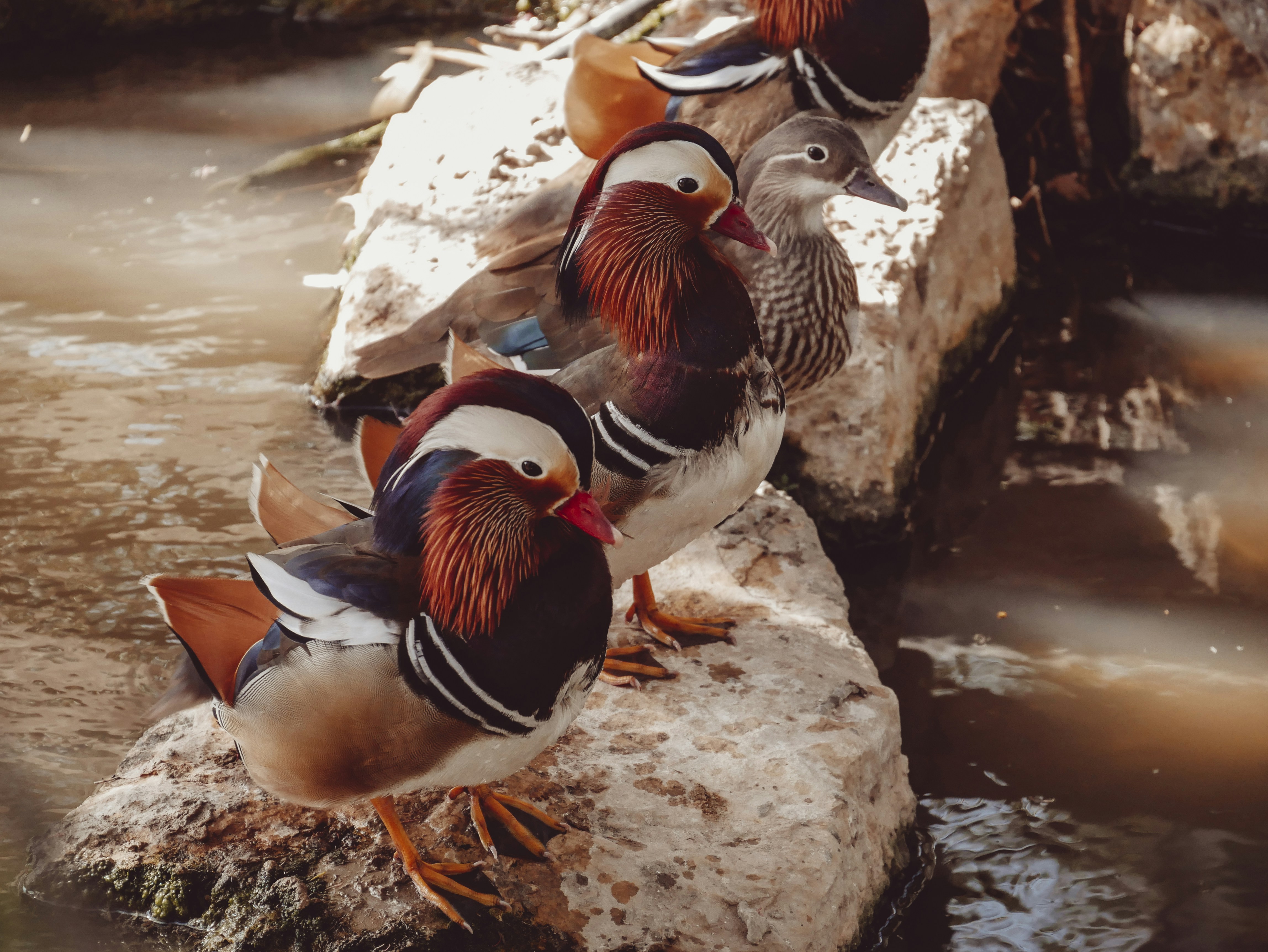 Mandarin ducks perched on rocky surfaces beside a tranquil waterway, showcasing their vibrant plumage and serene environment.