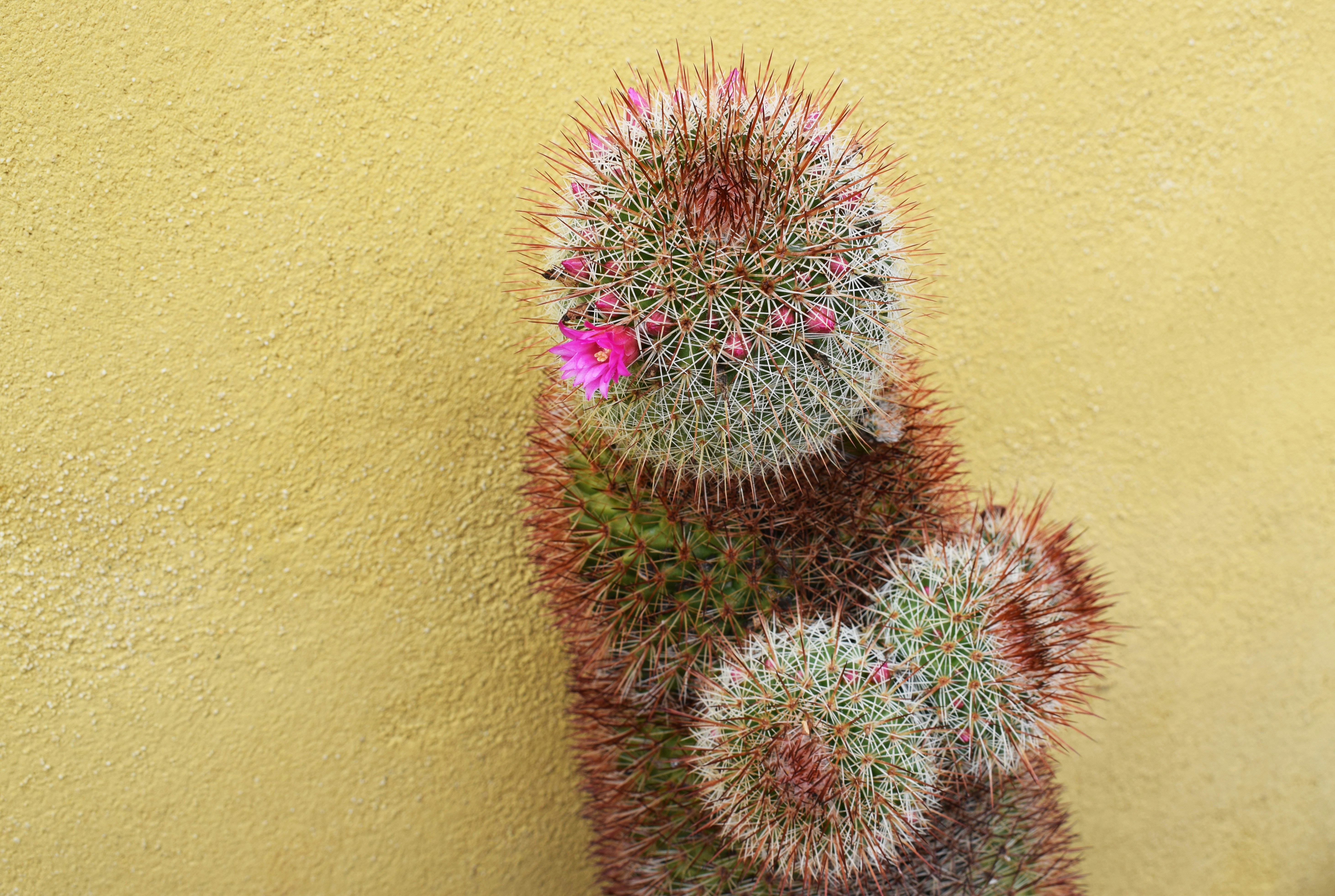 green cactus plant on brown pot
