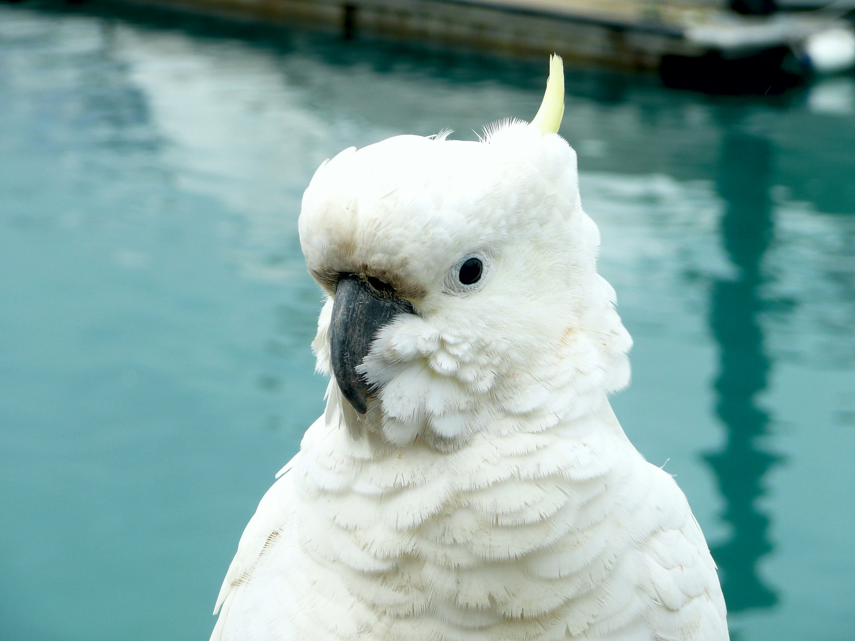 A white cockatoo with a distinctive crest gazes thoughtfully against a tranquil turquoise backdrop. Its expressive features highlight the bird's unique character.