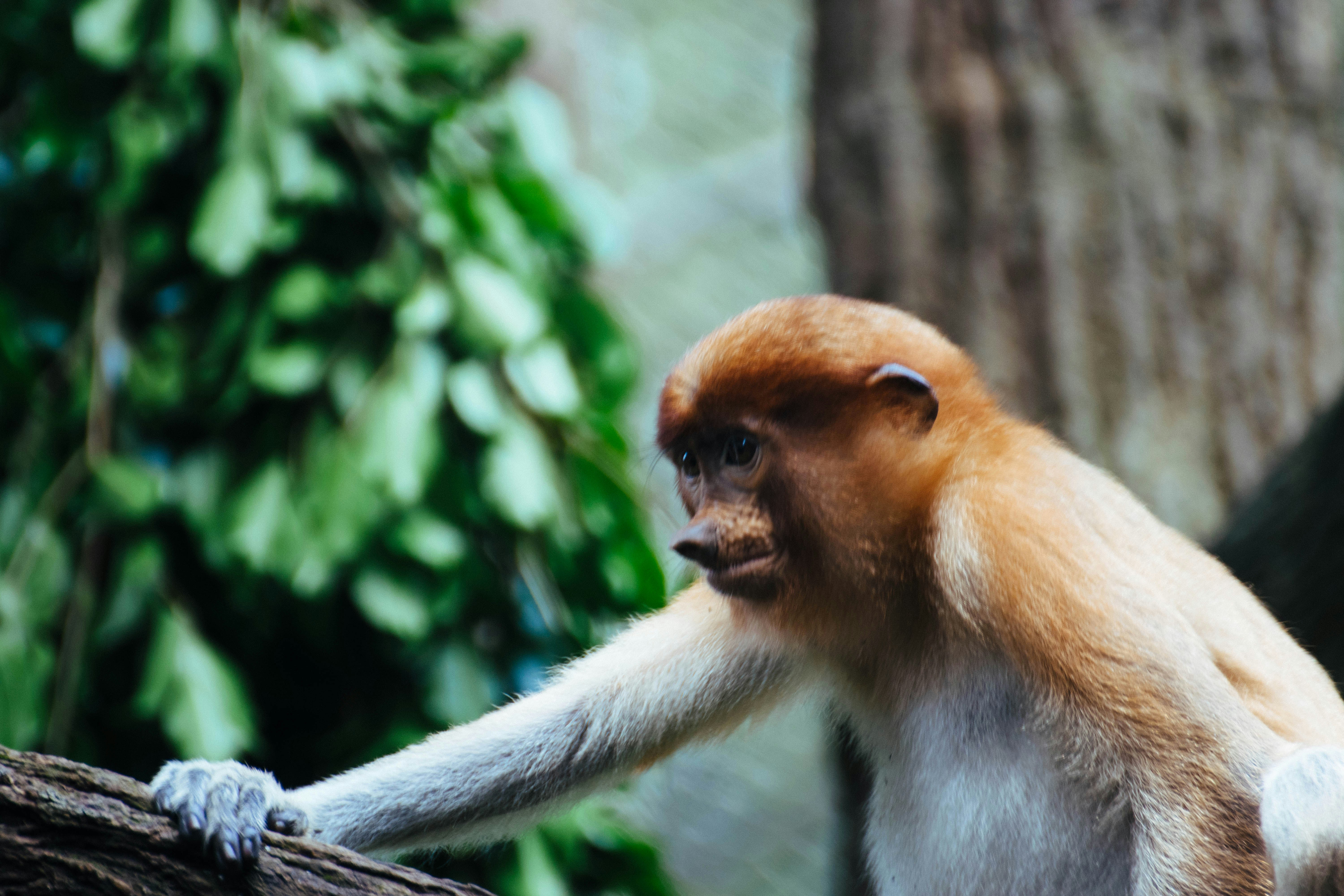 Foto Mono naranja y blanco en el árbol – Imagen Zoológico de Singapur ...
