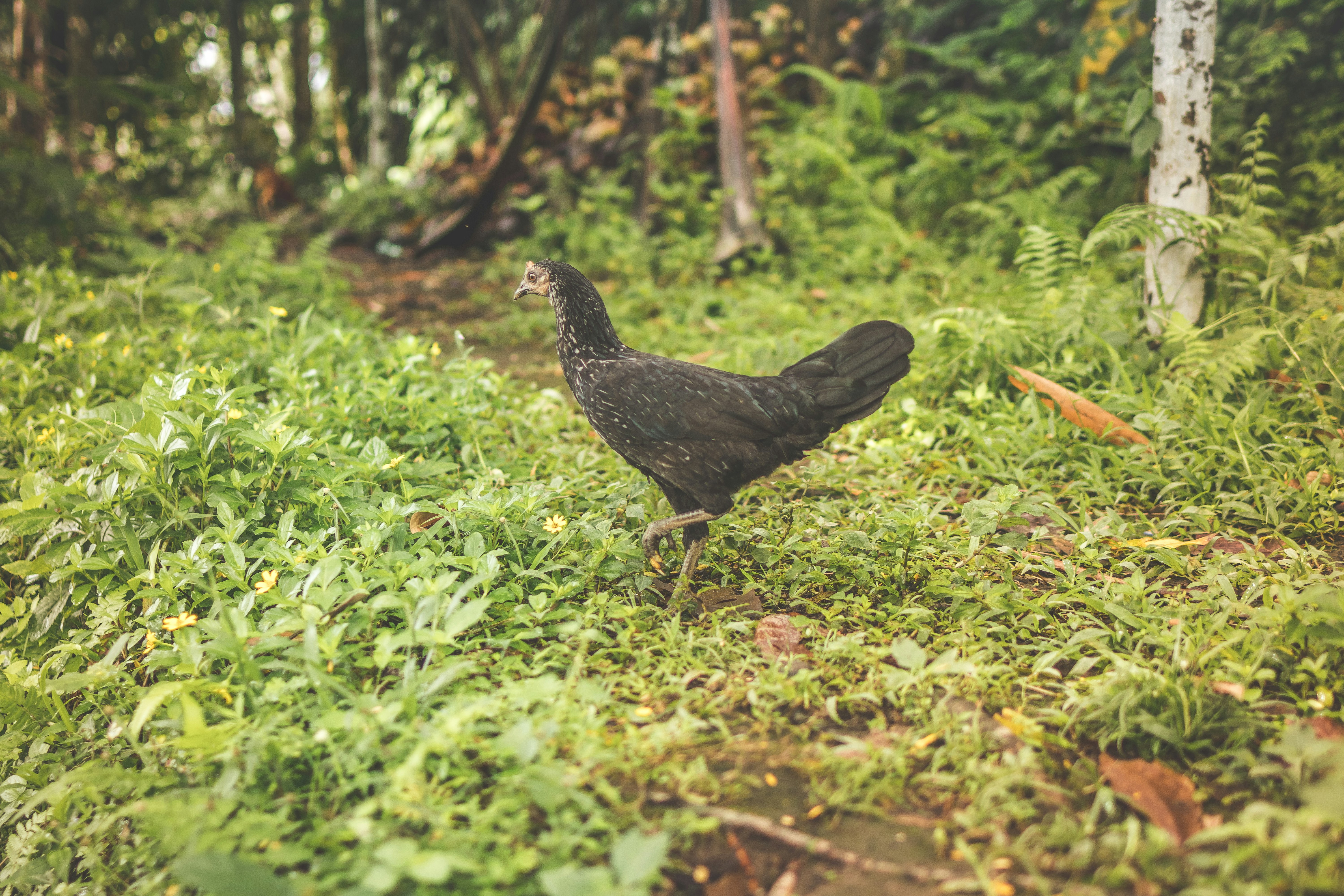 Dappled Ground Walker: a Black Hen in a Fern-Laced Forest