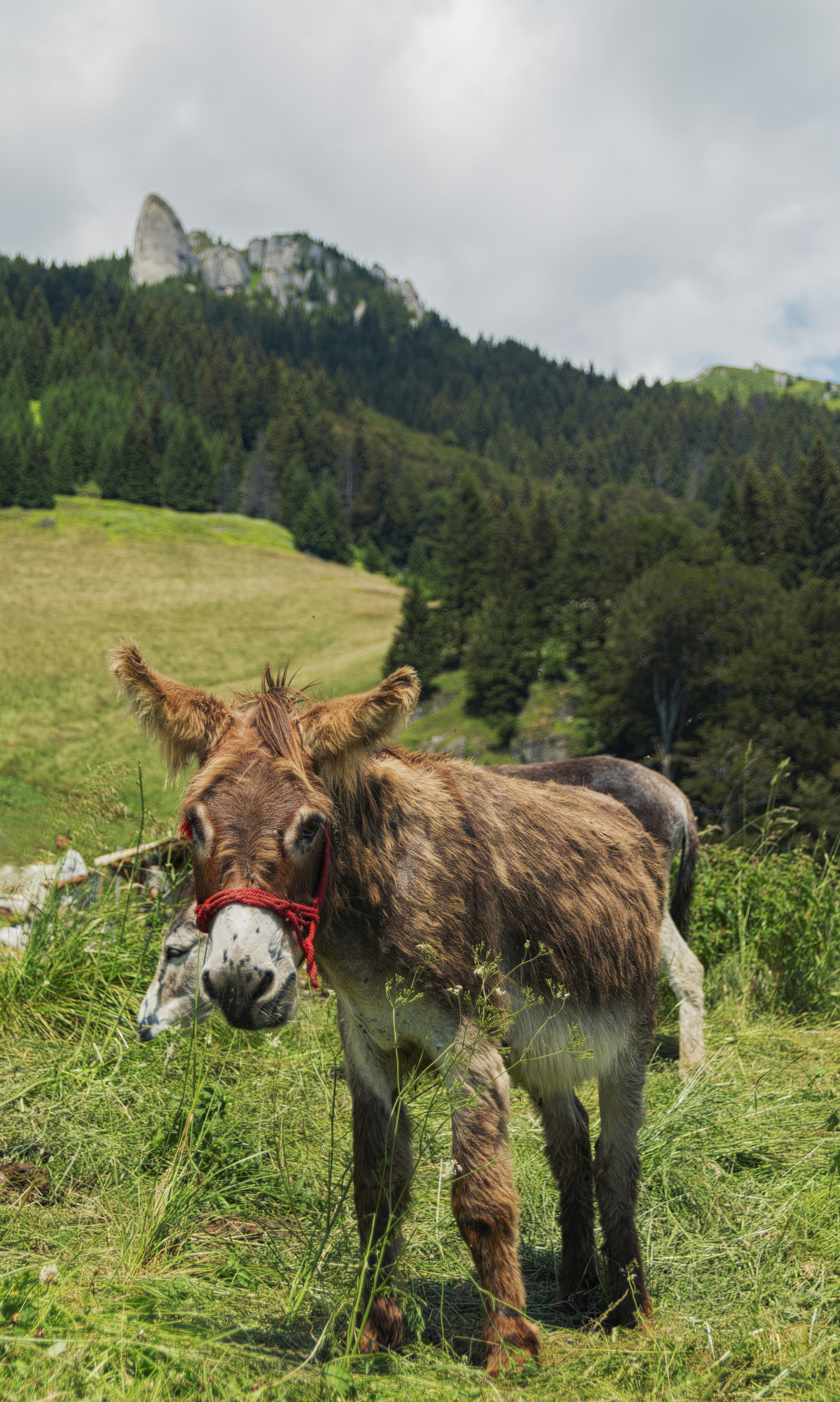 brown and white donkey on the grass field