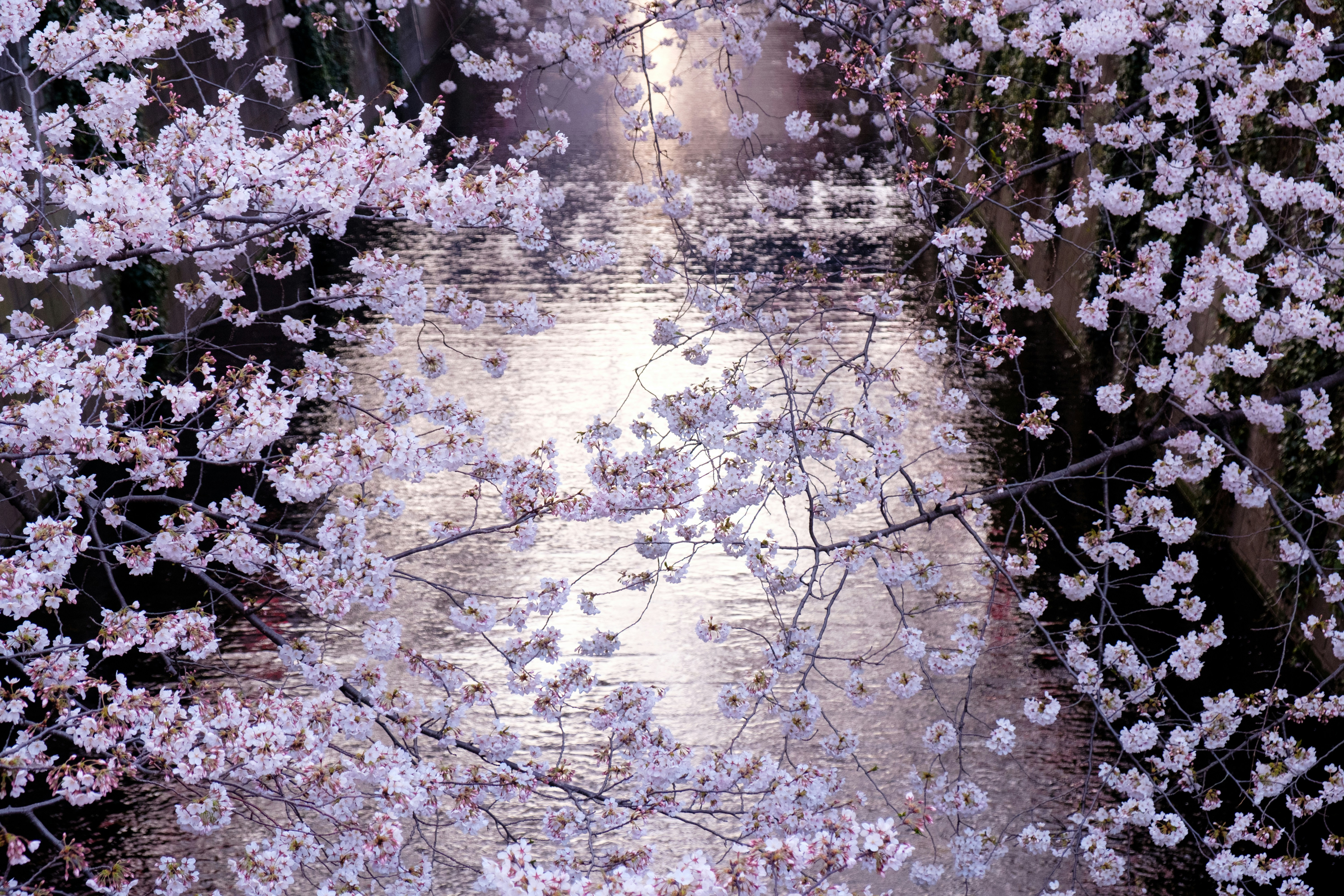 Delicate cherry blossoms frame a serene waterway, reflecting soft hues of spring. The tranquil scene invites contemplation and appreciation of nature's beauty.