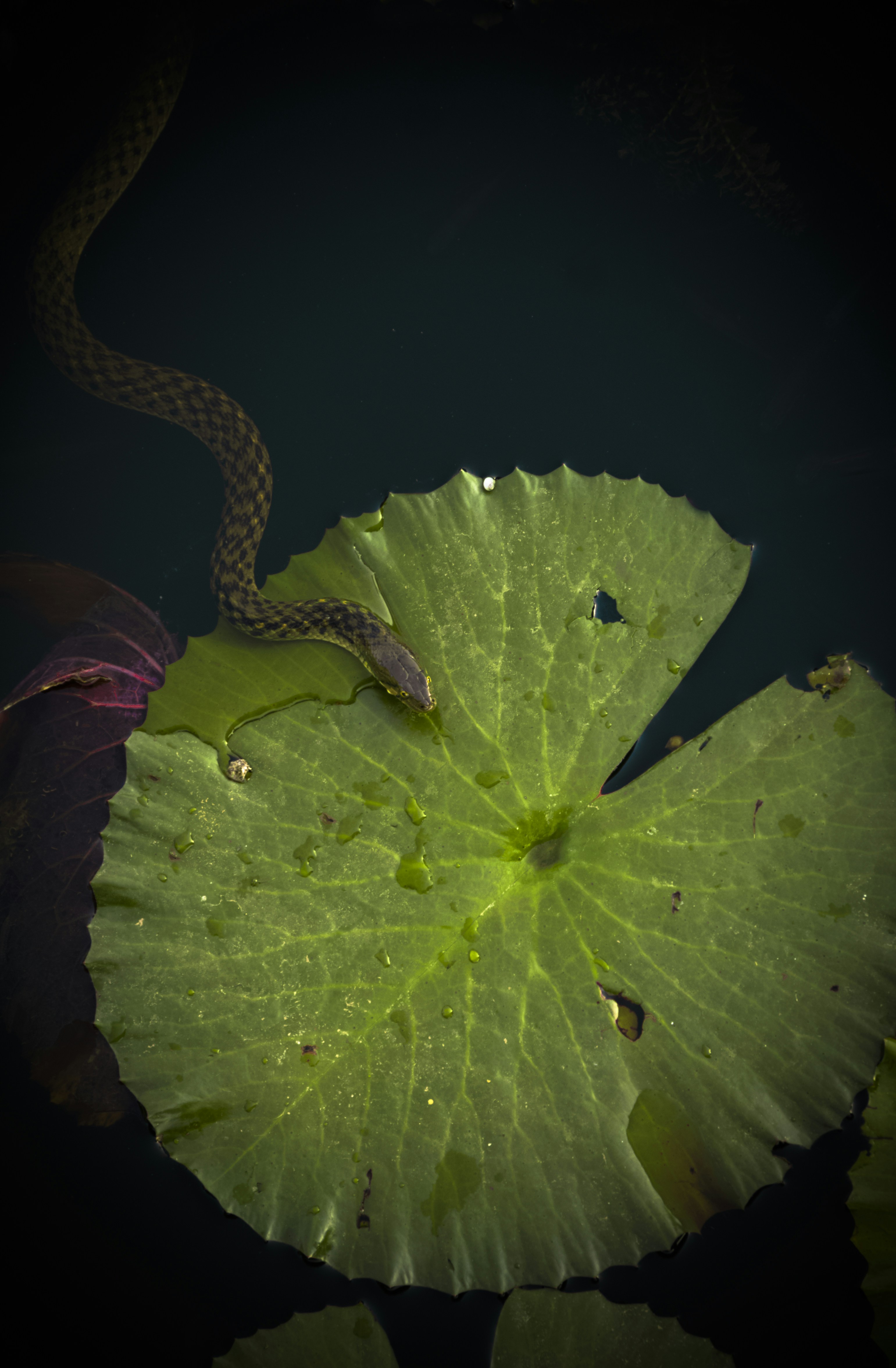 Brown snake on top of green leaf photo – Free Animal Image on Unsplash