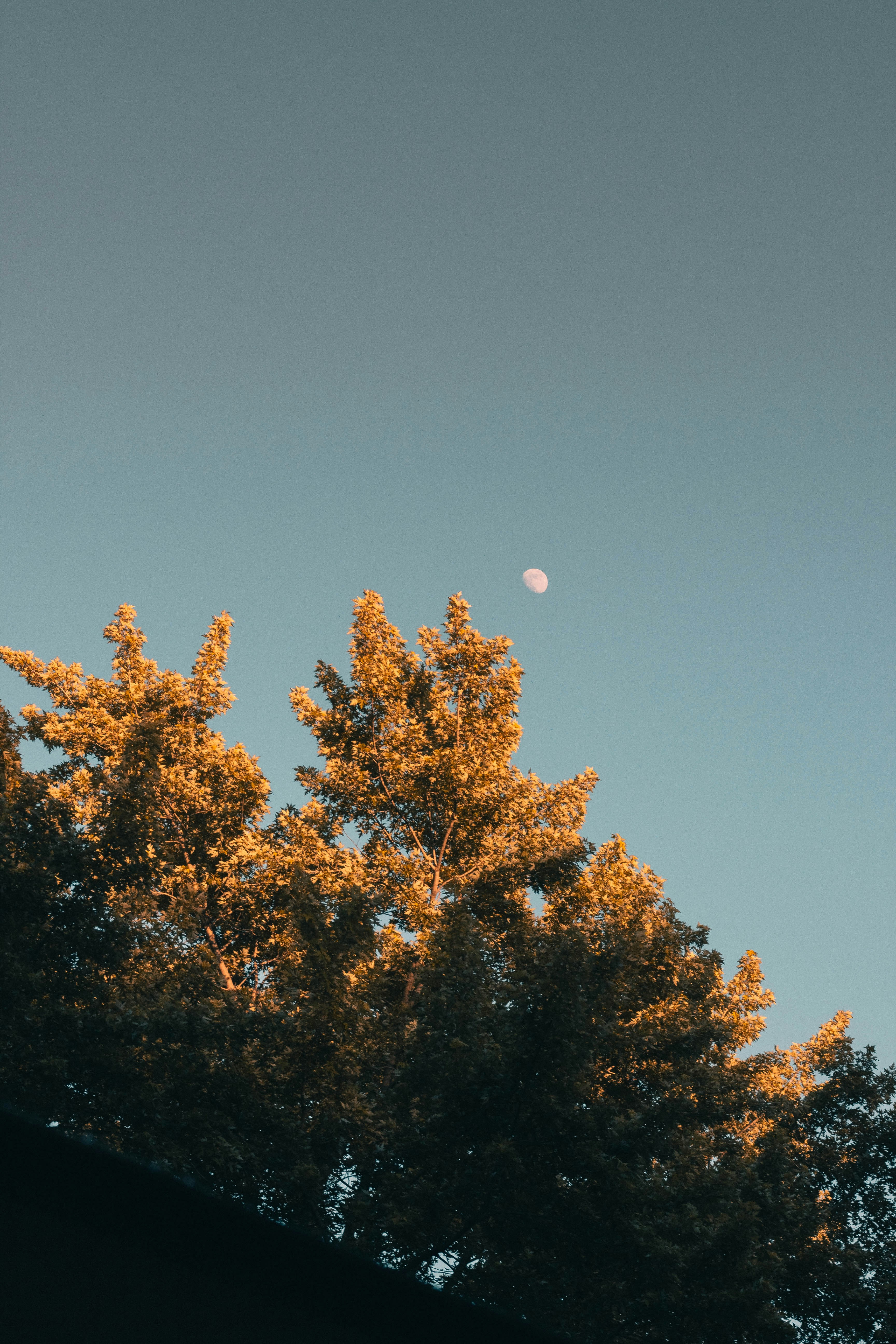 Golden-hued tree tops silhouetted against a clear sky, with a crescent moon gently illuminating the scene.