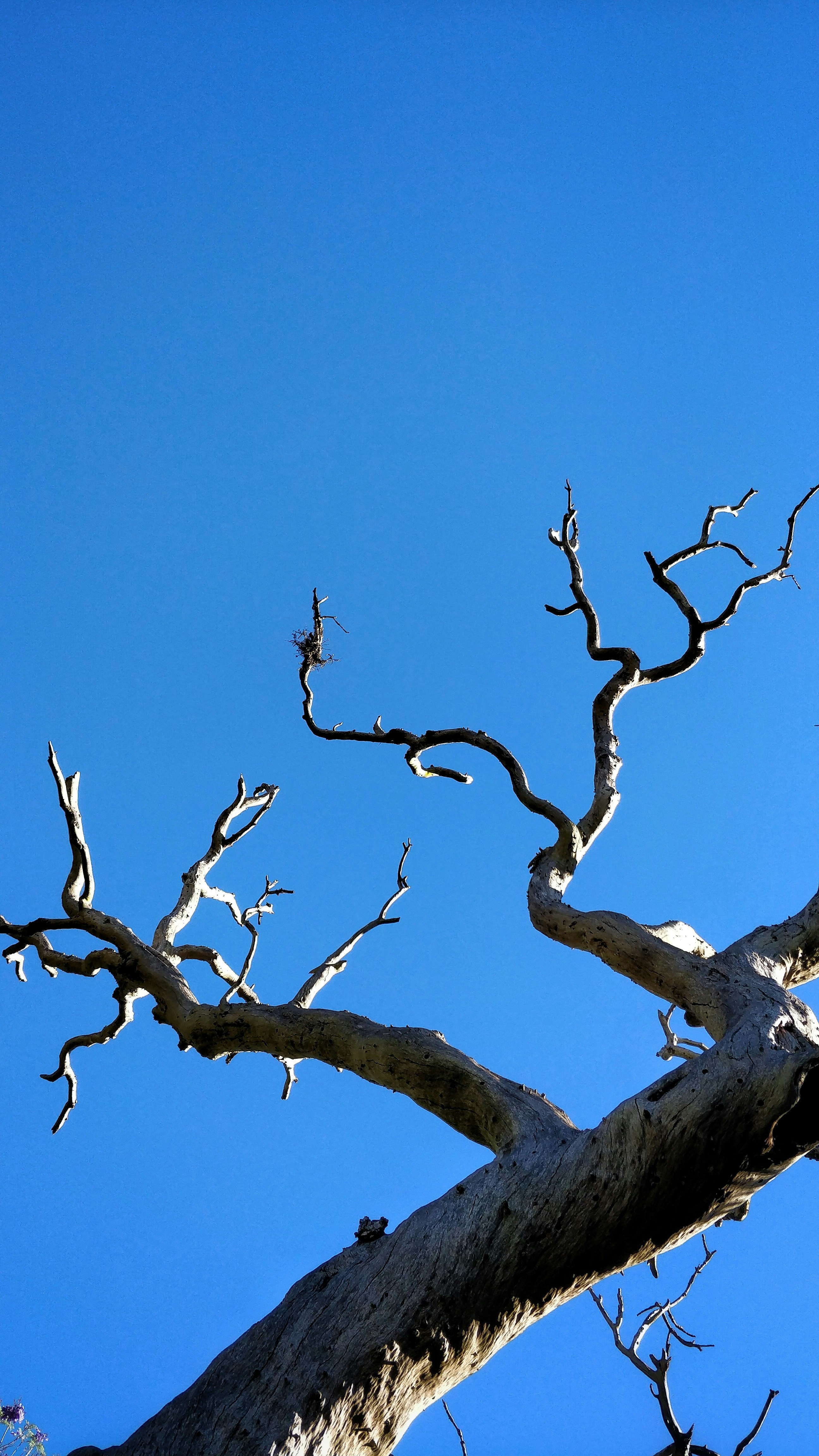 TREE TOPS | 100+ best free photos on Unsplash