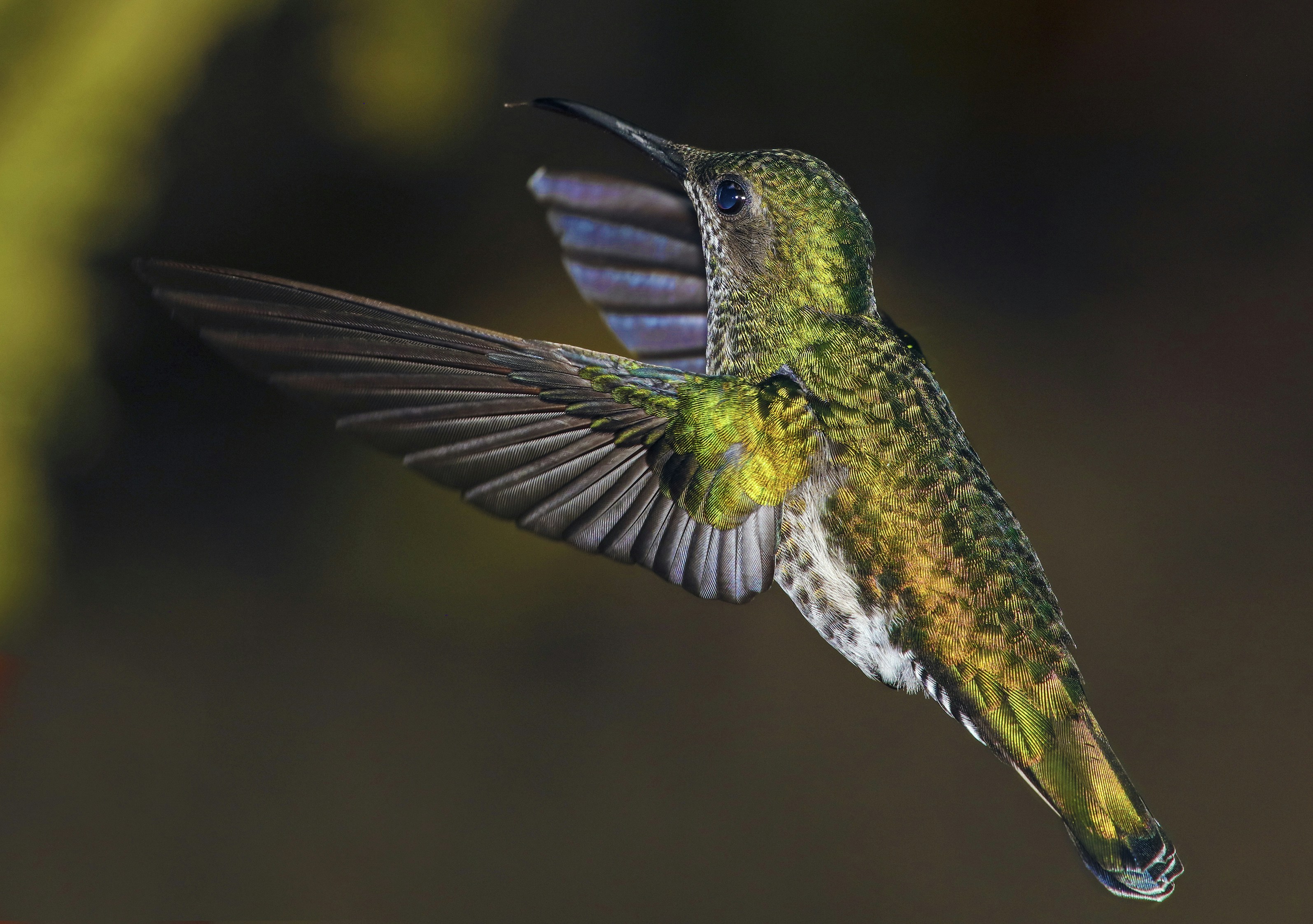 White-necked Jacobin female caught in-flight.Chris Charles
