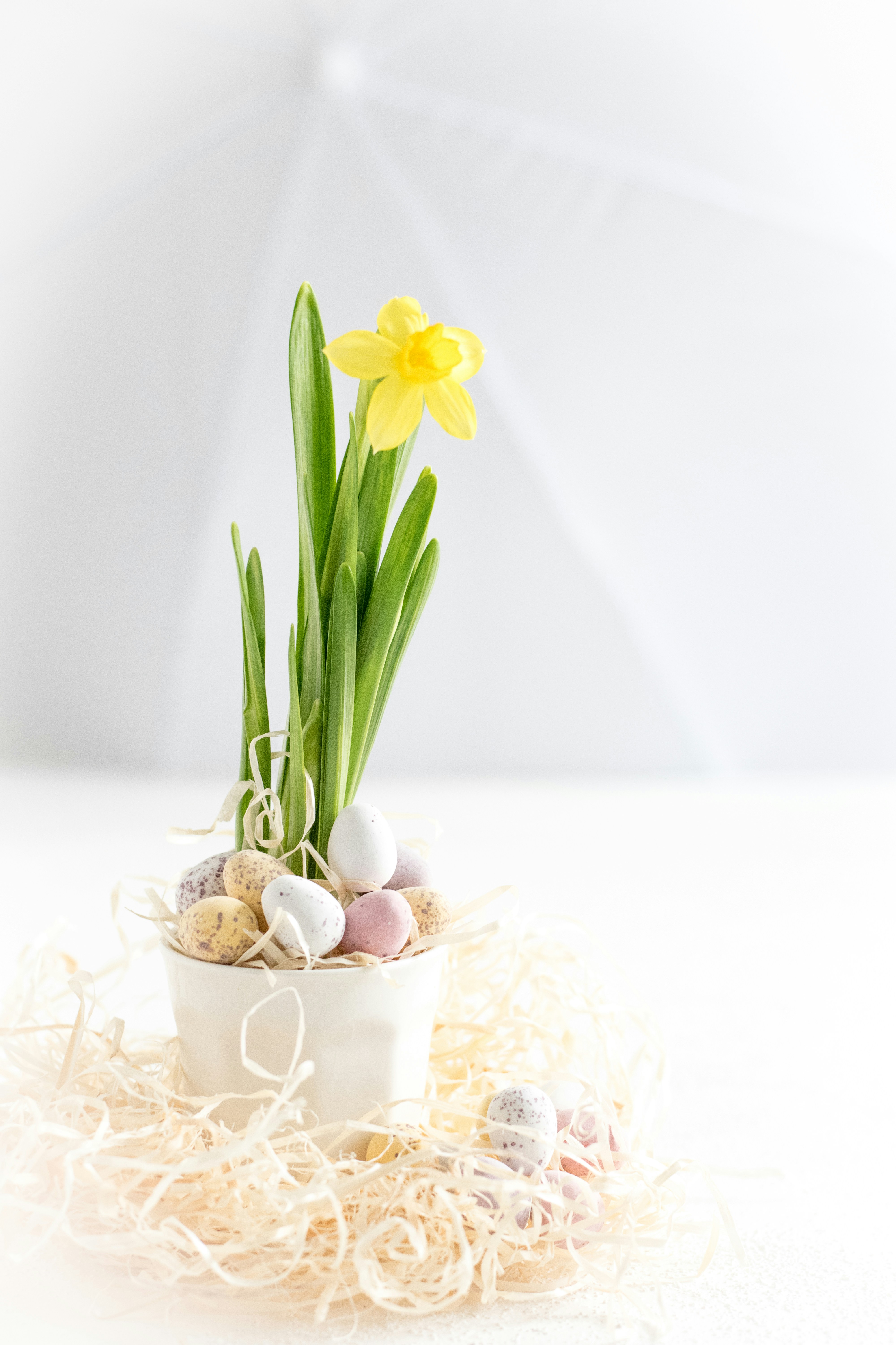 Yellow flower photo – Free Easter Image on Unsplash